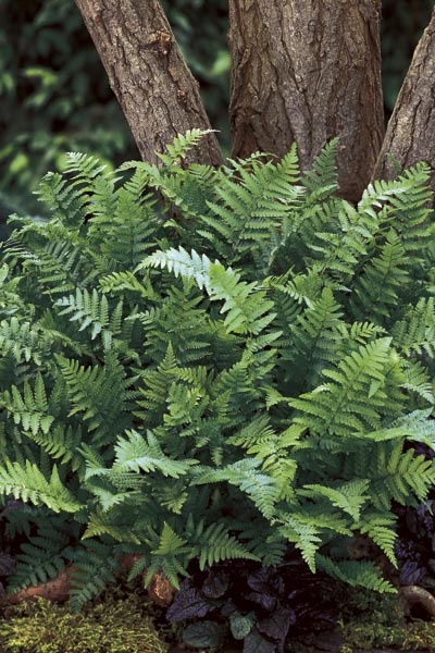 Robust Male Fern, Dryopteris filix-mas 'Robusta', Monrovia Plant