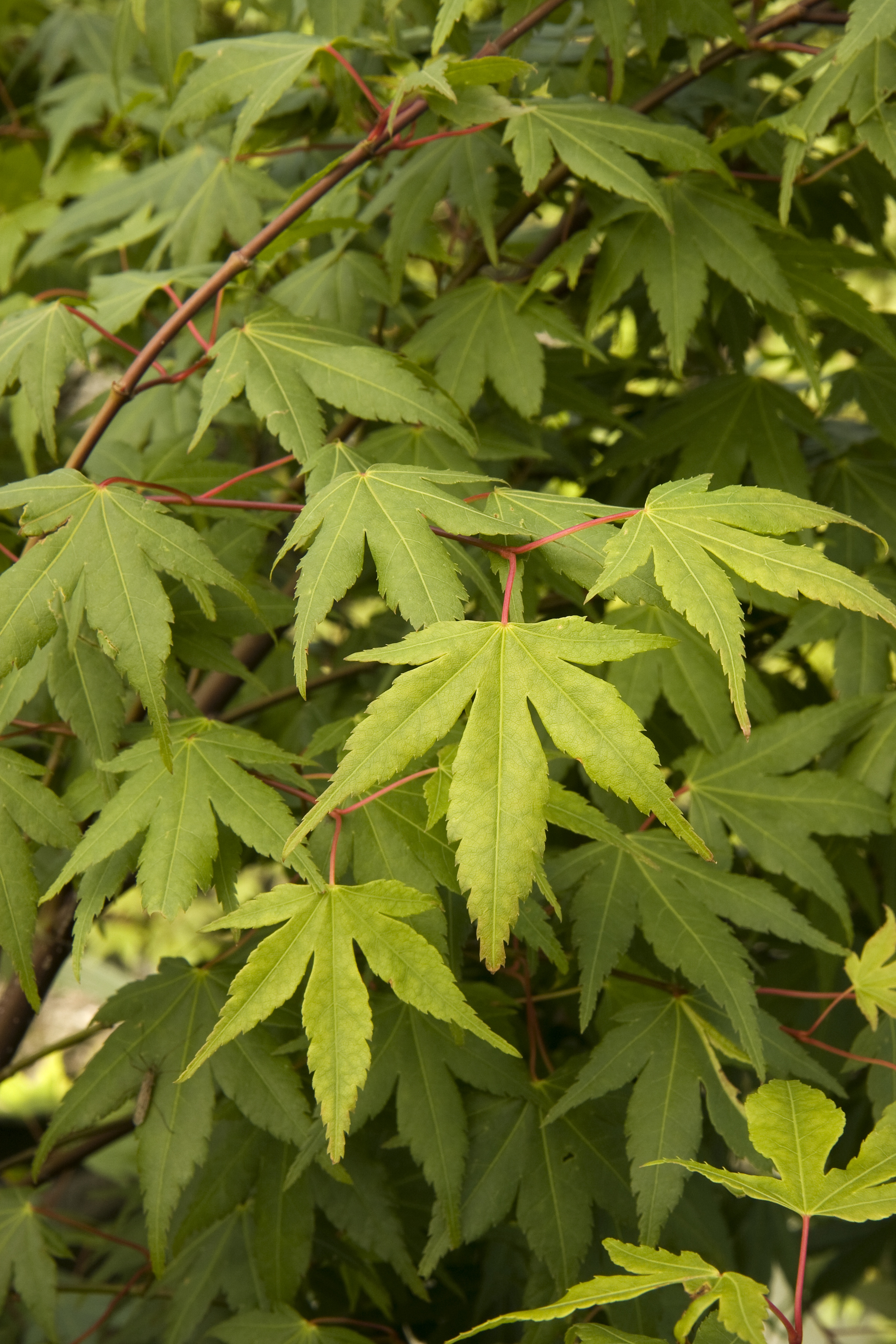 Osakazuki Japanese Maple, Acer palmatum 'Osakazuki', Monrovia Plant