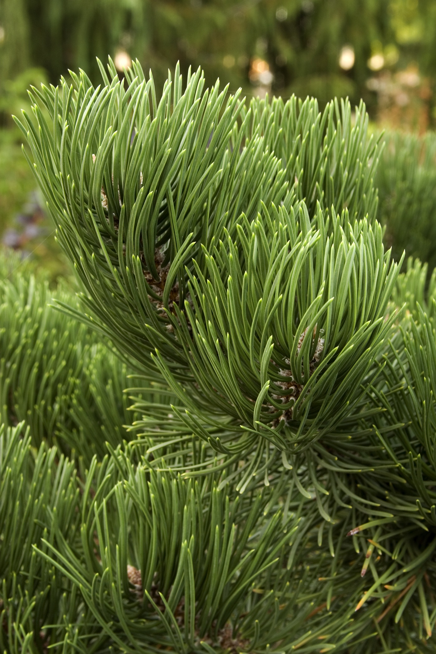Oregon Green Austrian Pine, Pinus nigra 'Oregon Green', Monrovia Plant