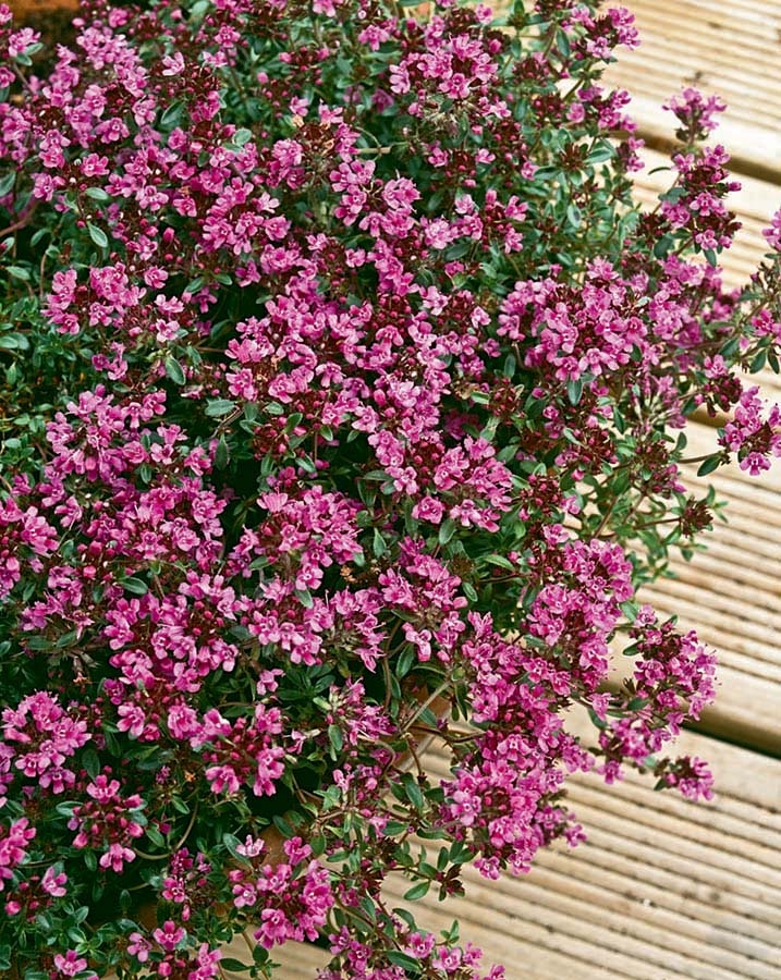 Red Creeping Thyme, Thymus praecox 'Coccineus', Monrovia Plant