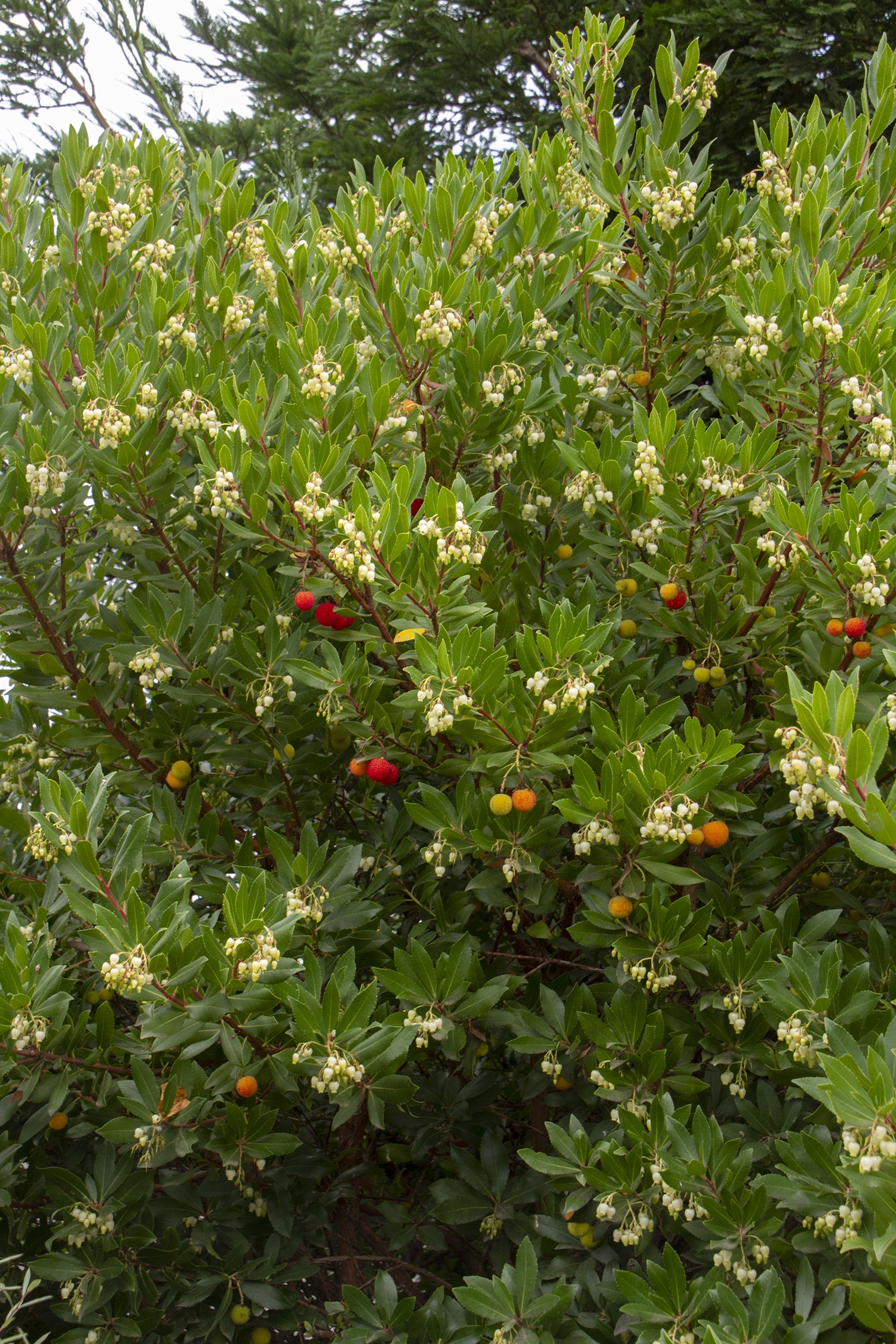Dwarf Strawberry Tree, Arbutus unedo 'Compacta', Monrovia Plant