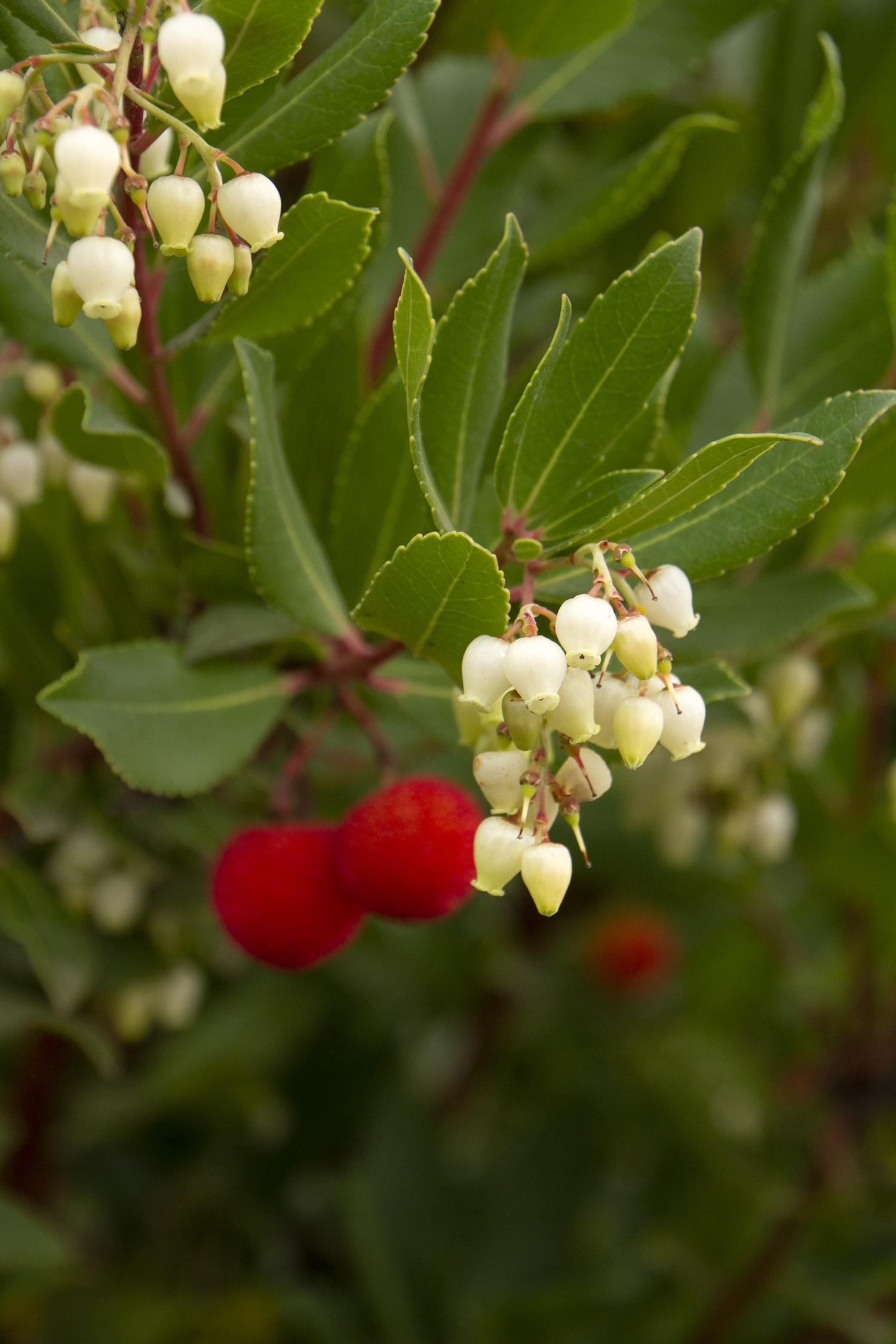 Dwarf Strawberry Tree, Arbutus unedo 'Compacta', Monrovia Plant
