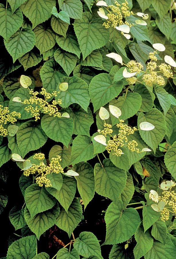 Moonlight Chinese Hydrangea Vine, Schizophragma hydrangeoides 'Moonlight'