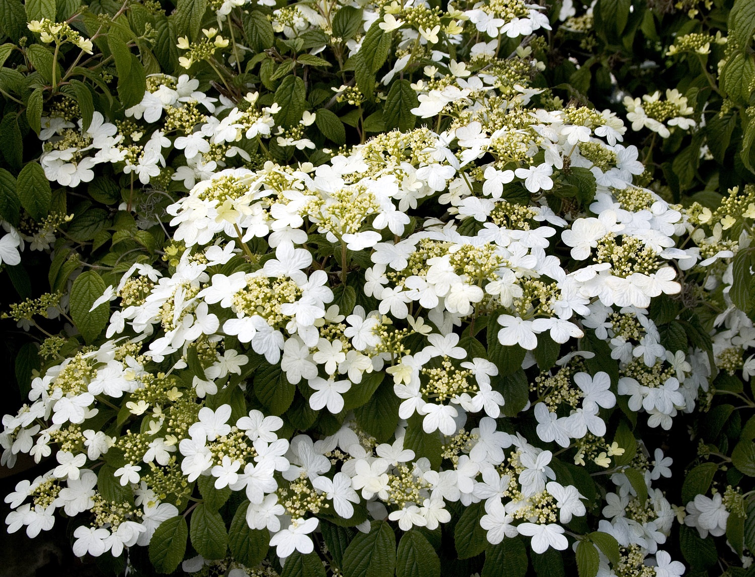 Summer Snowflake Viburnum, Viburnum plicatum tomentosum 'Summer Snowflake'