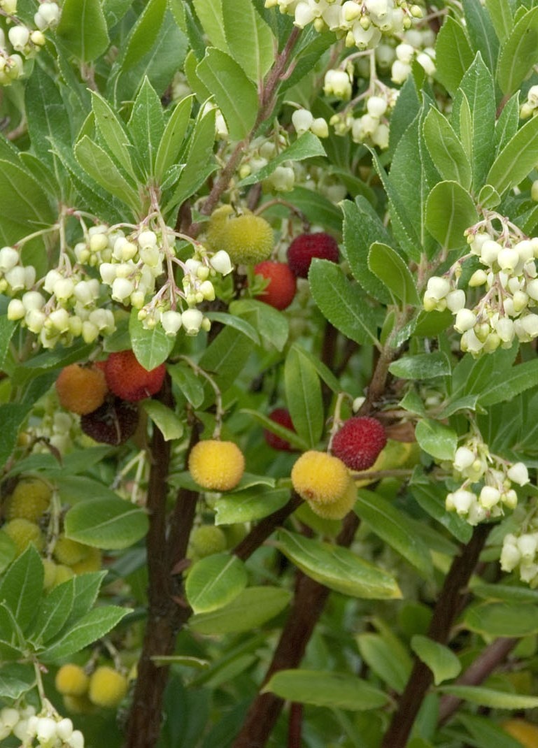 Dwarf Strawberry Tree, Arbutus unedo 'Compacta', Monrovia Plant