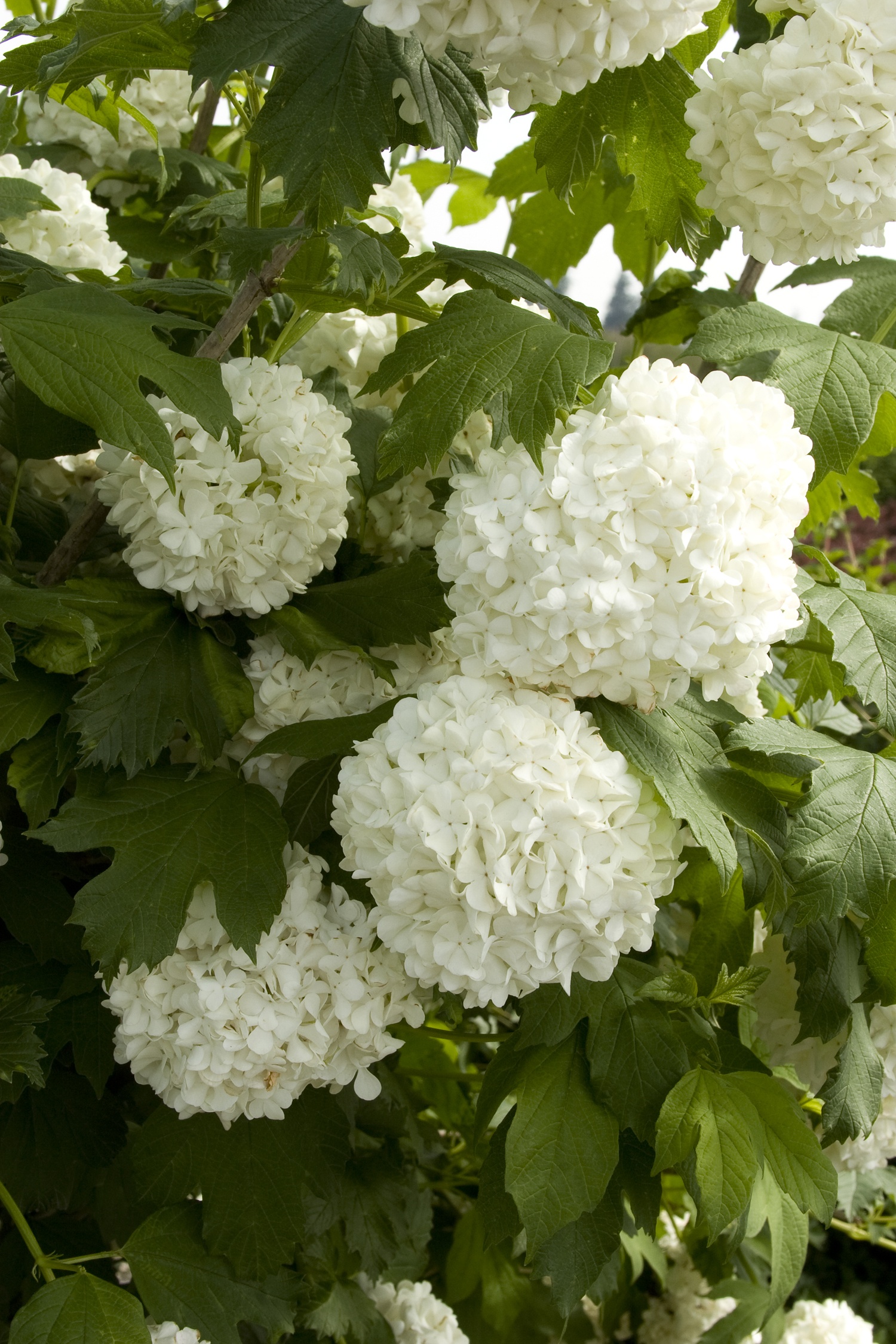 Eastern Snowball, Viburnum opulus 'Sterile', Monrovia Plant