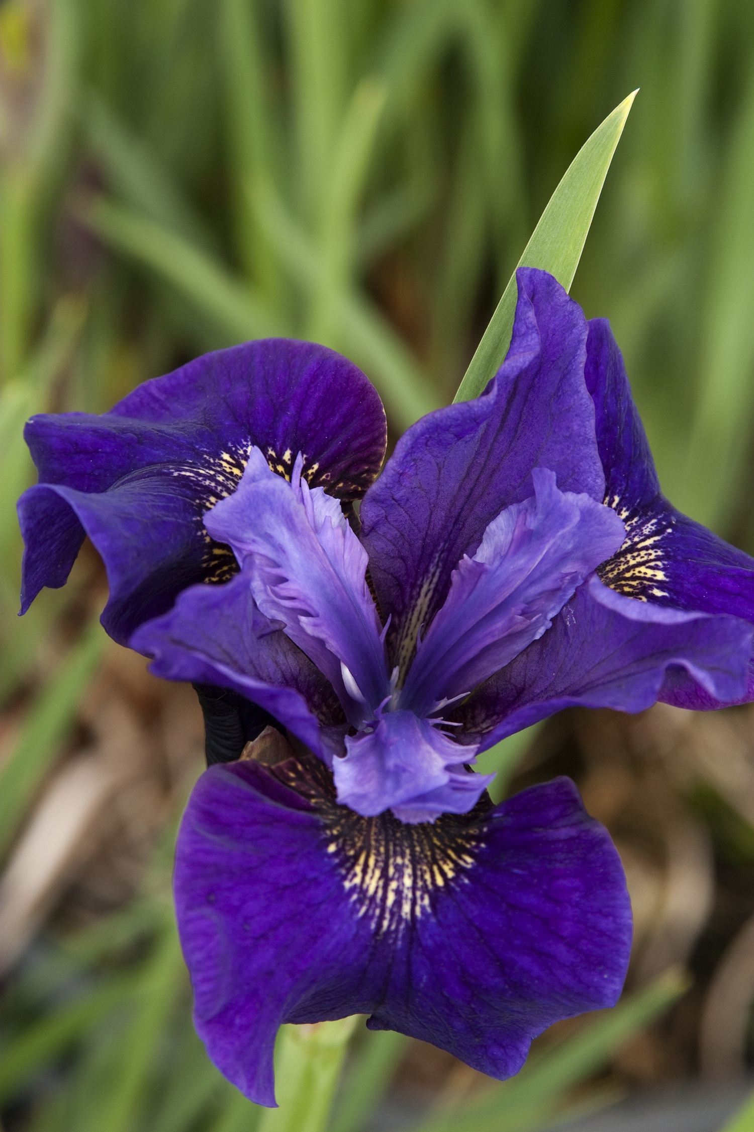 Ruffled Velvet Siberian Iris, Iris sibirica 'Ruffled Velvet'