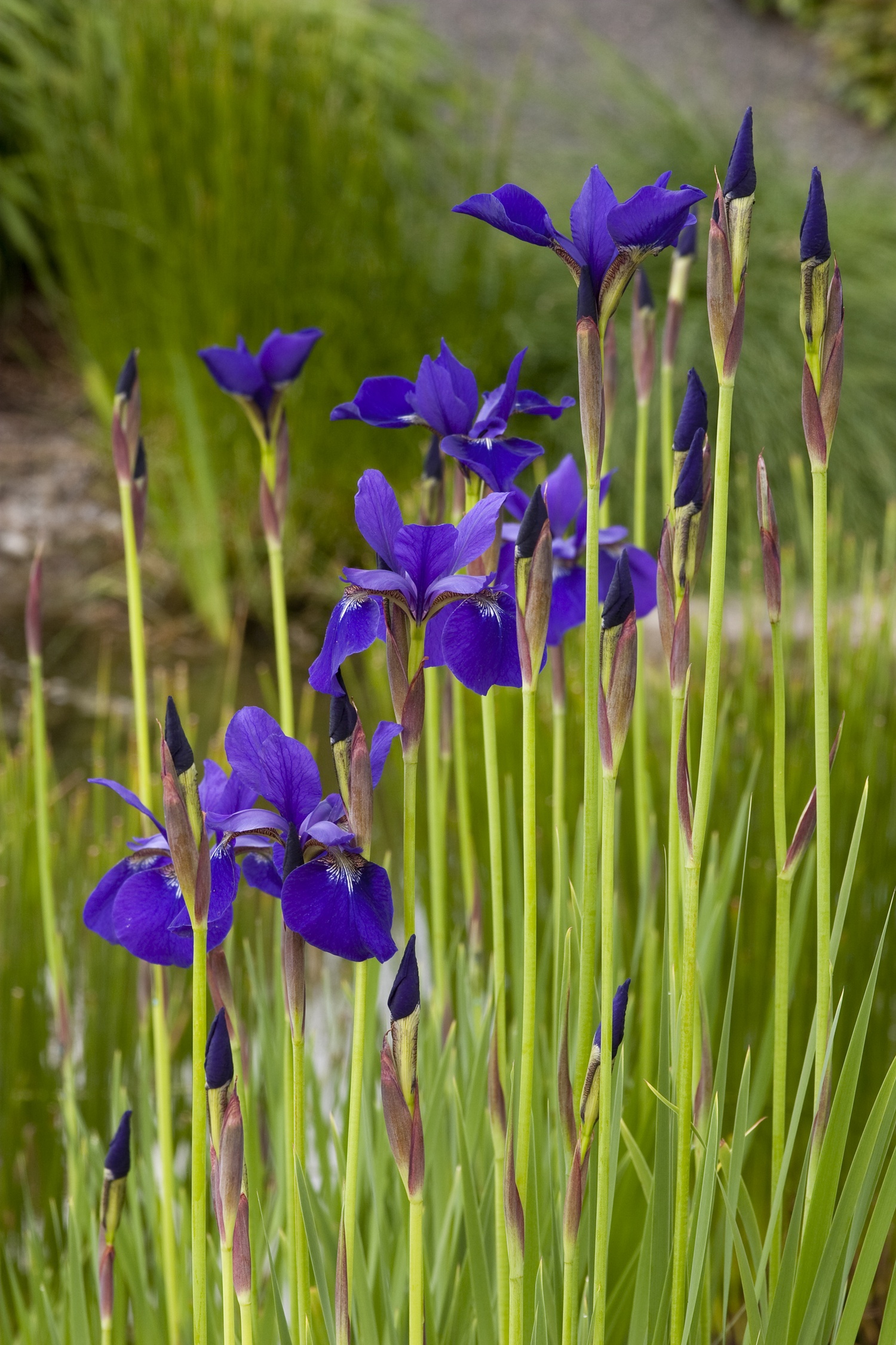 Caesar's Brother Siberian Iris, Iris sibirica 'Caesar's Brother'