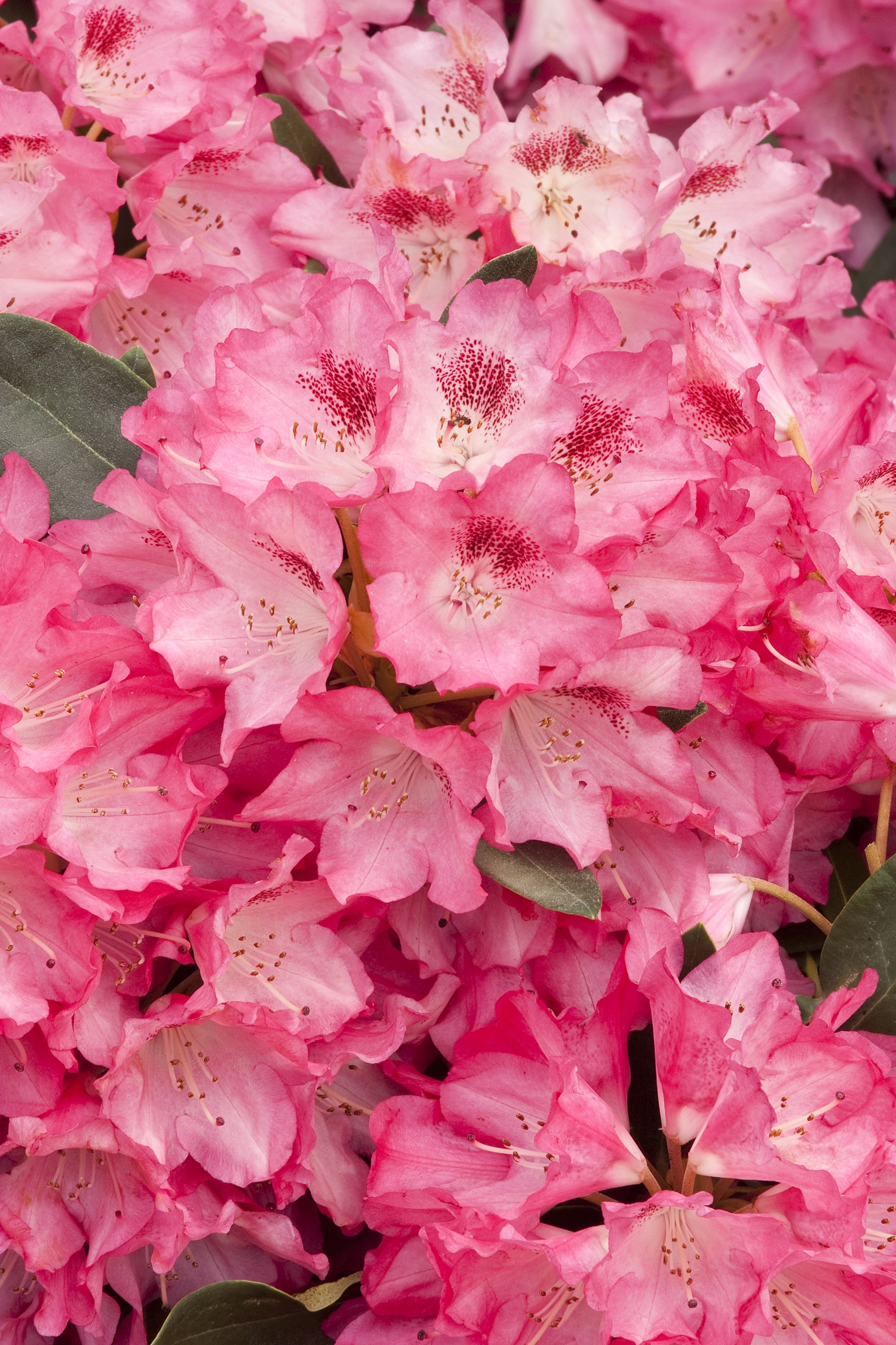 Anna Rose Whitney Rhododendron, Rhododendron x 'Anna Rose Whitney' (H-3)