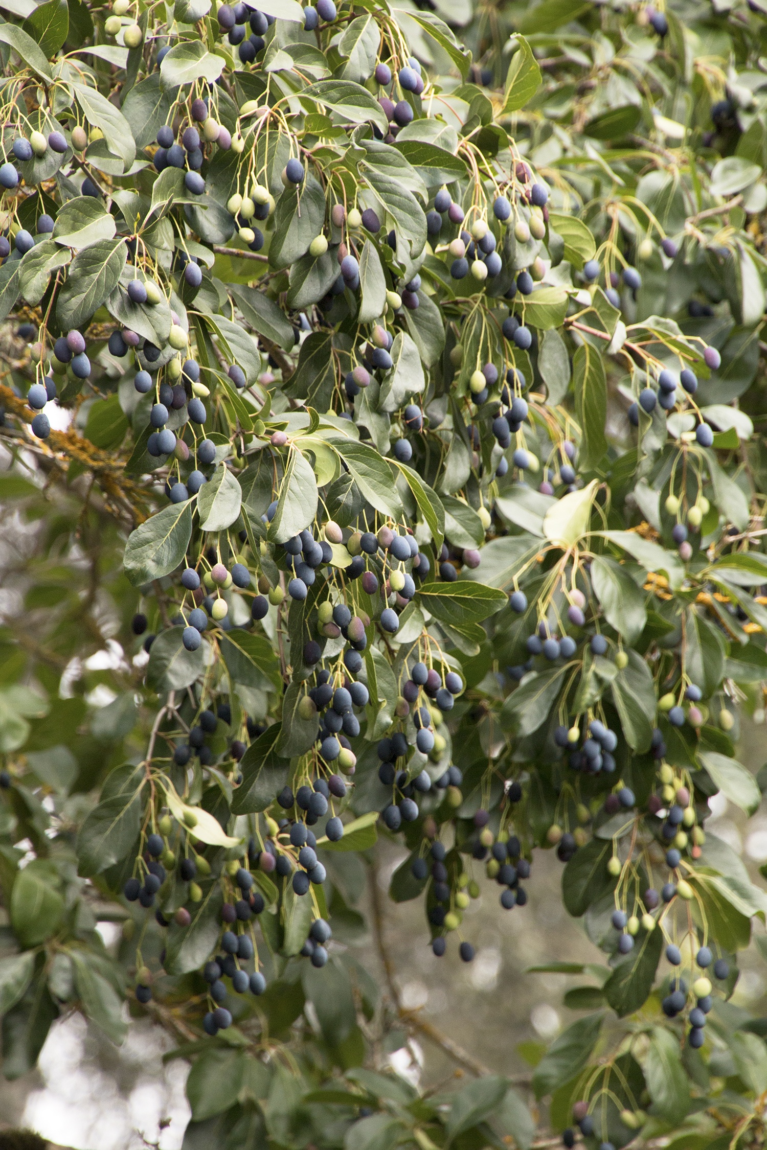 Chinese Fringe Tree, Chionanthus retusus, Monrovia Plant