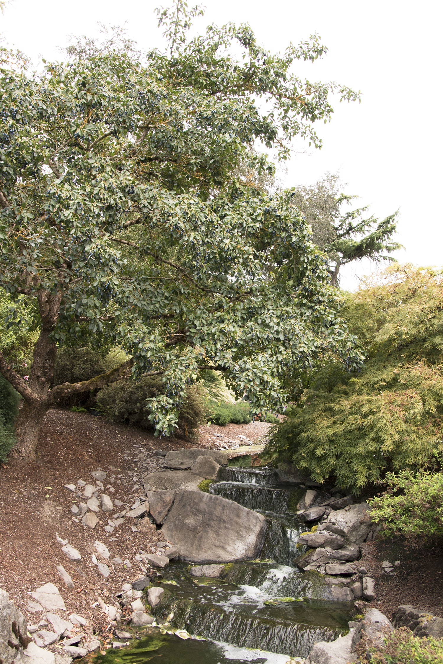 Chinese Fringe Tree, Chionanthus retusus, Monrovia Plant