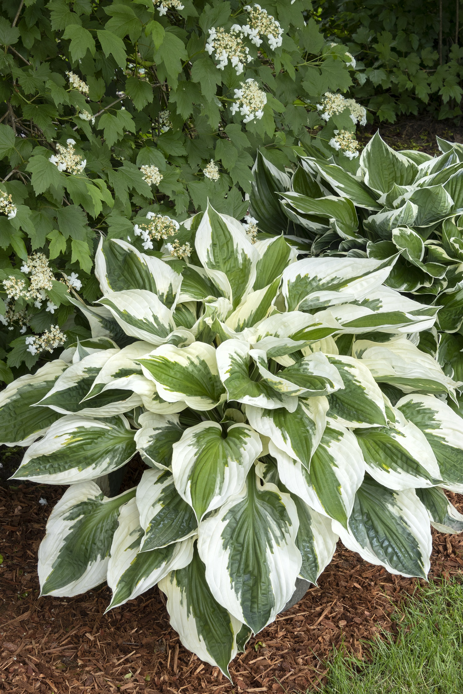 Patriot Hosta, Hosta x 'Patriot', Monrovia Plant