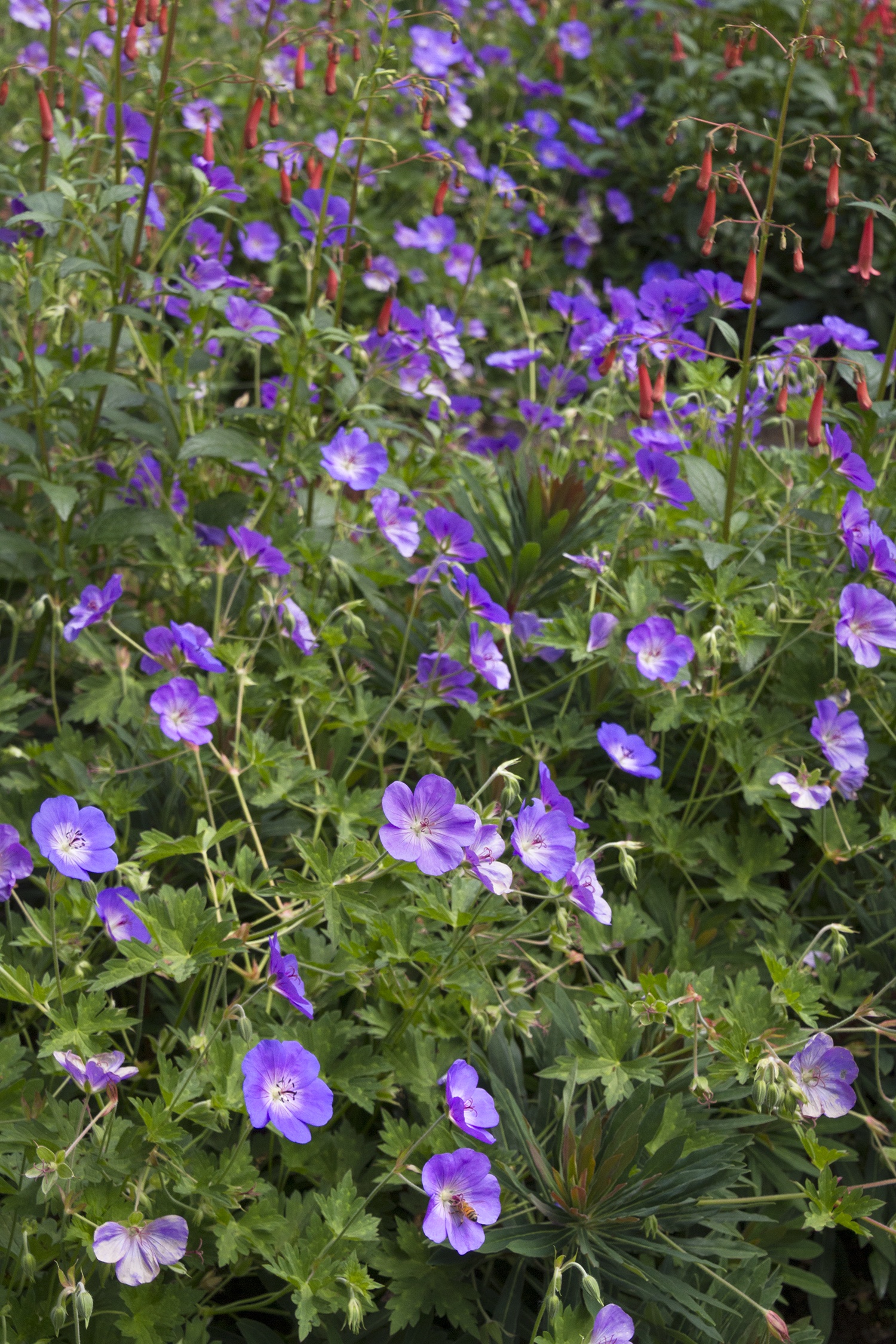 Rozanne Cranesbill, Geranium x 'Rozanne', Monrovia Plant