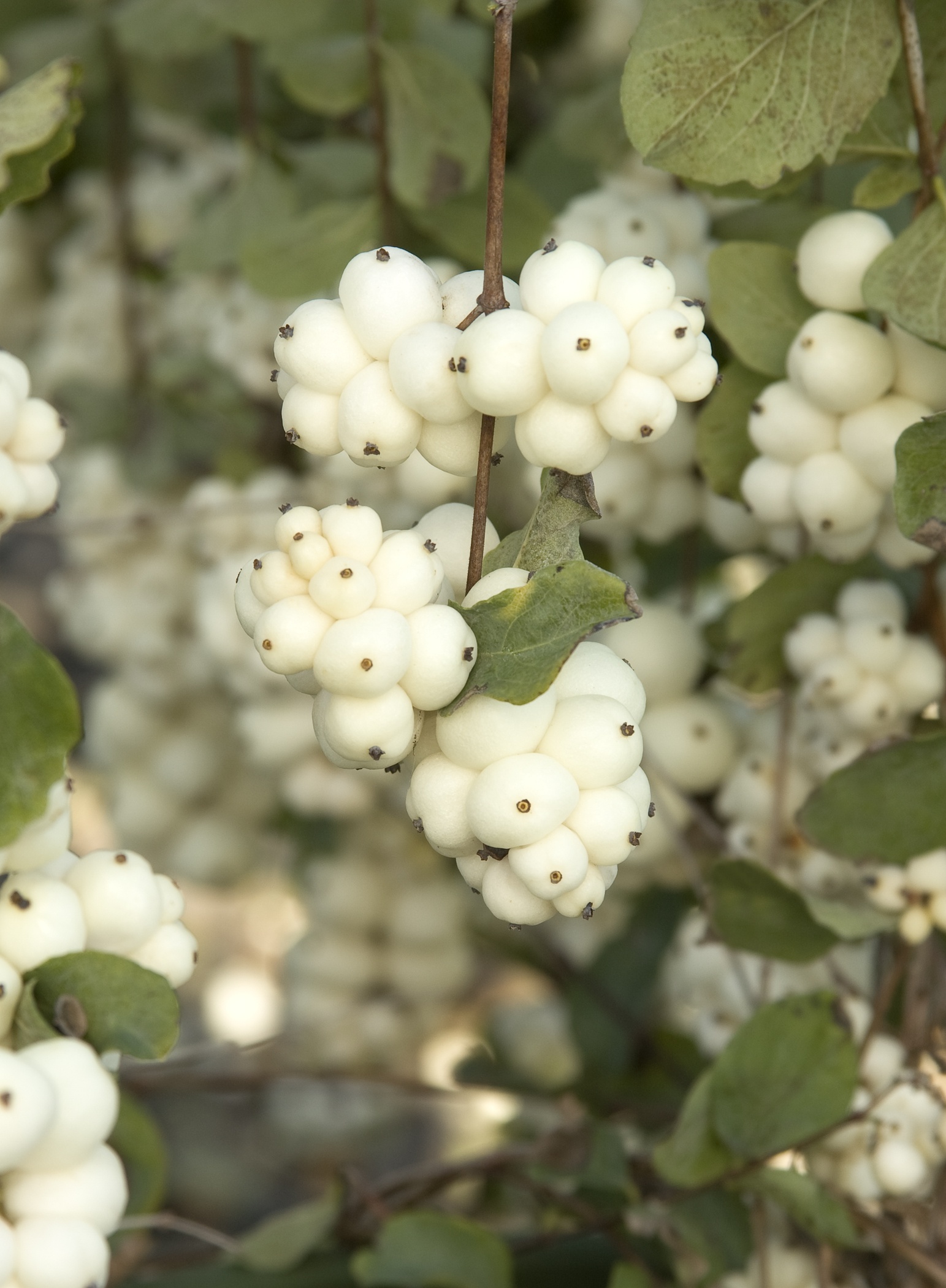 Bright Fantasy™ Snowberry, Symphoricarpos hybrid 'Bokrabright'
