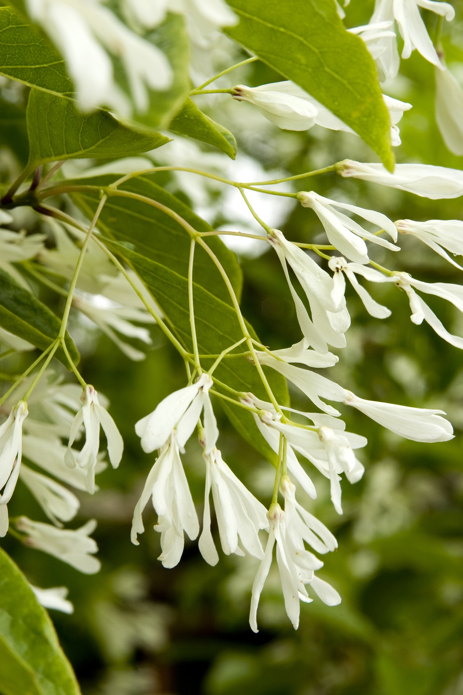 Chinese Fringe Tree, Chionanthus retusus, Monrovia Plant