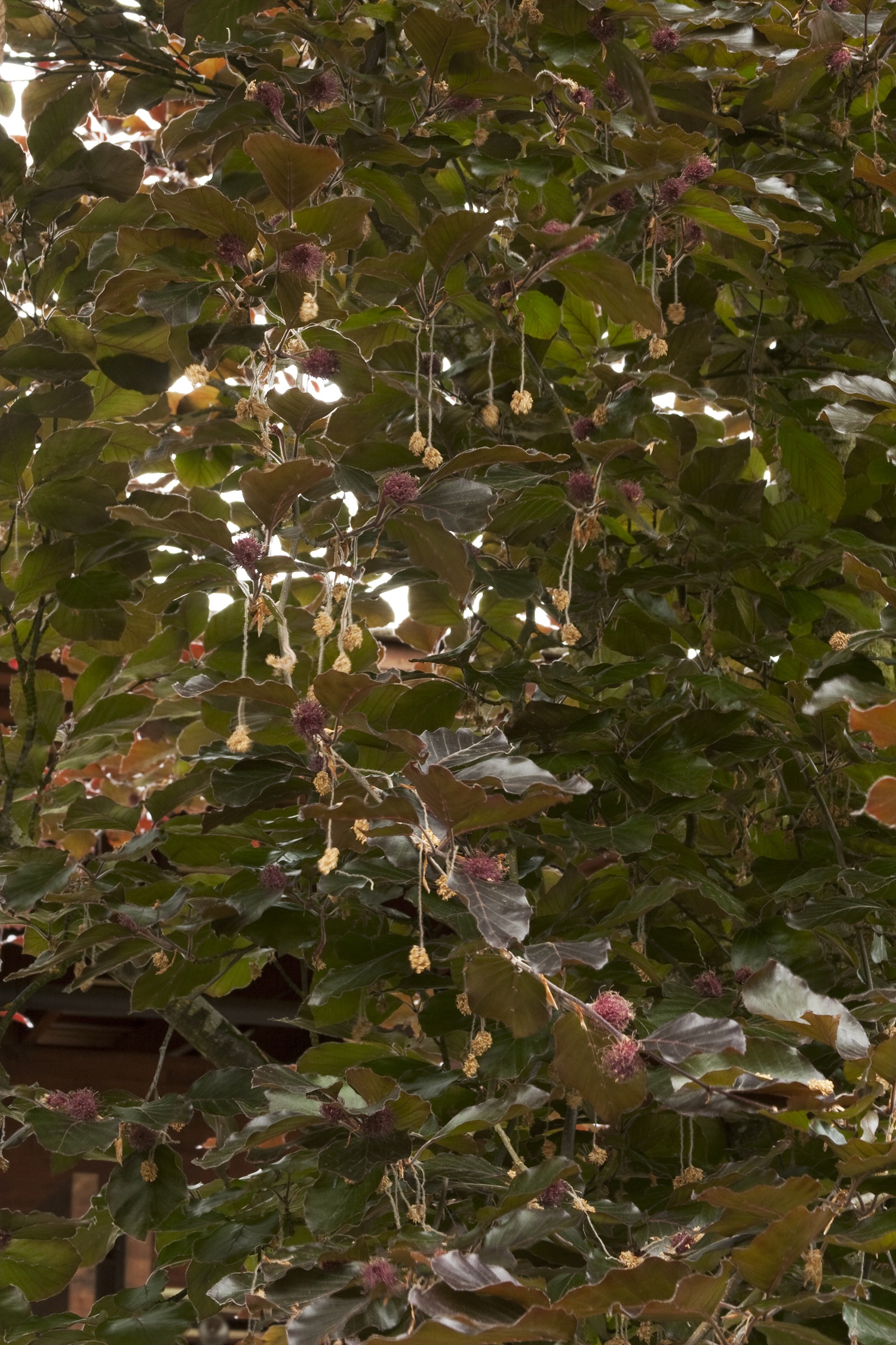 River's Purple European Beech, Fagus sylvatica 'Riversii', Monrovia Plant