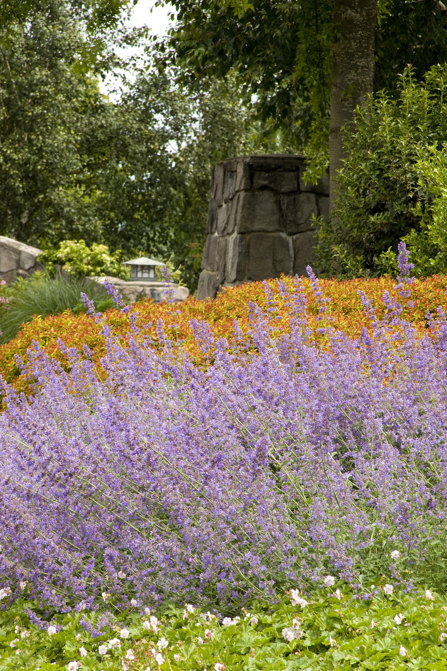 Walker's Low Catmint, Nepeta x faassenii 'Walker's Low', Monrovia Plant