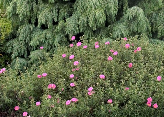 Purple Rock Rose, Cistus x purpureus, Monrovia Plant