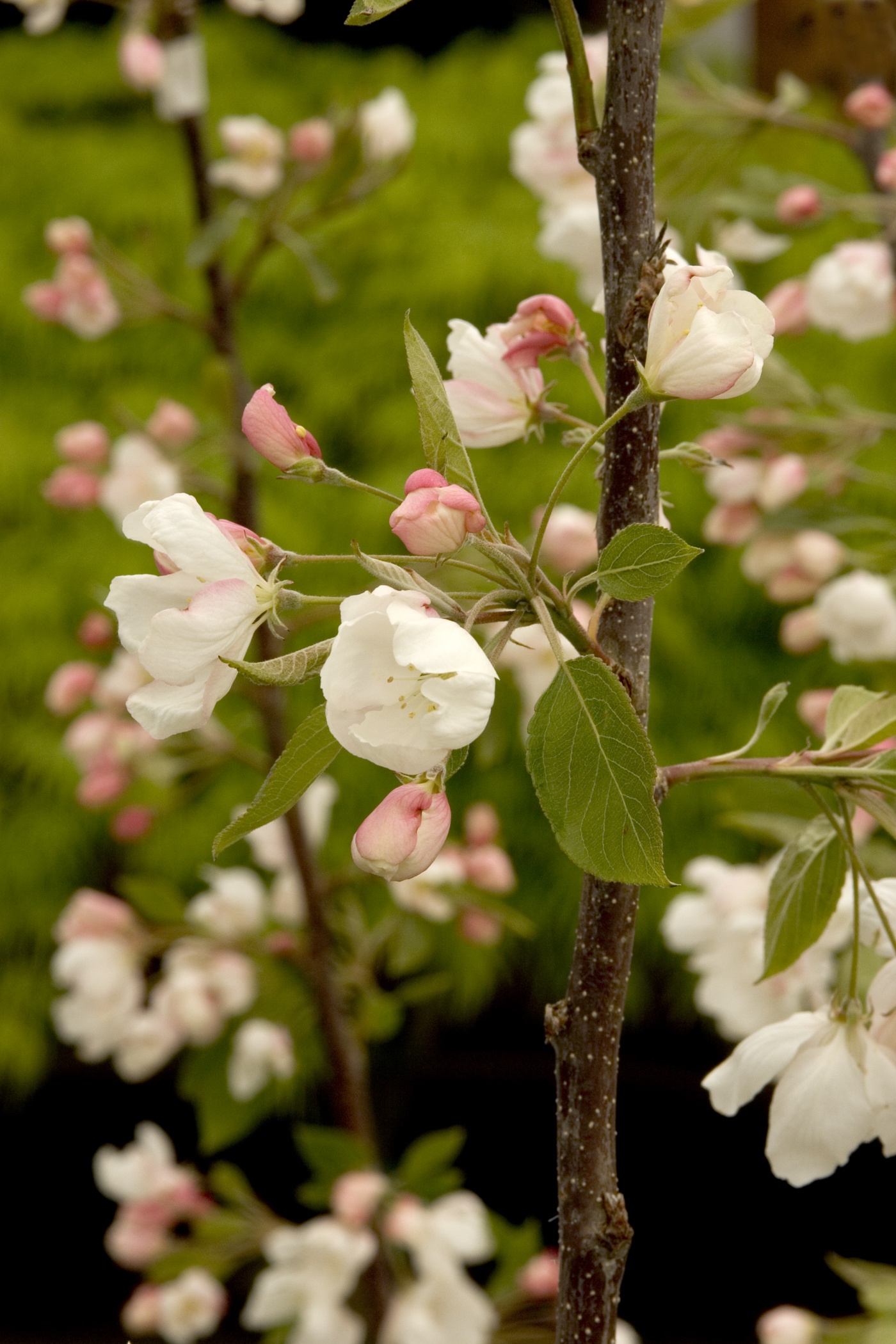 Tina Sargent Crabapple, Malus sargentii 'Tina', Monrovia Plant