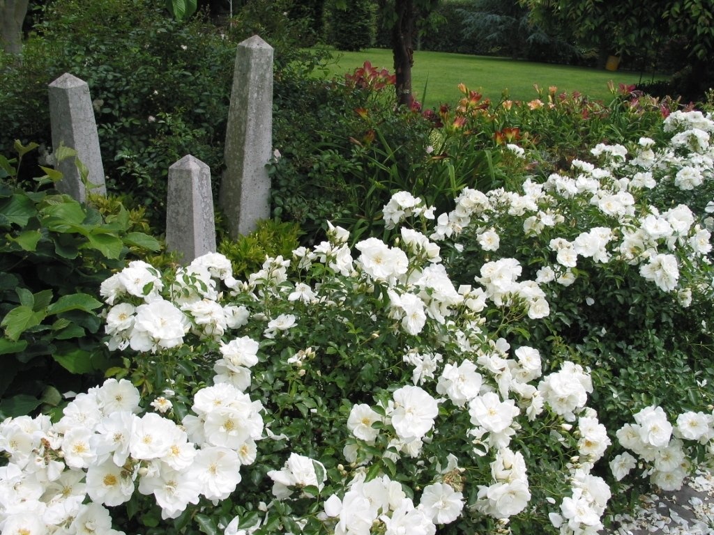 Flower Carpet® White Rose, Rosa x 'Noaschnee', Monrovia Plant