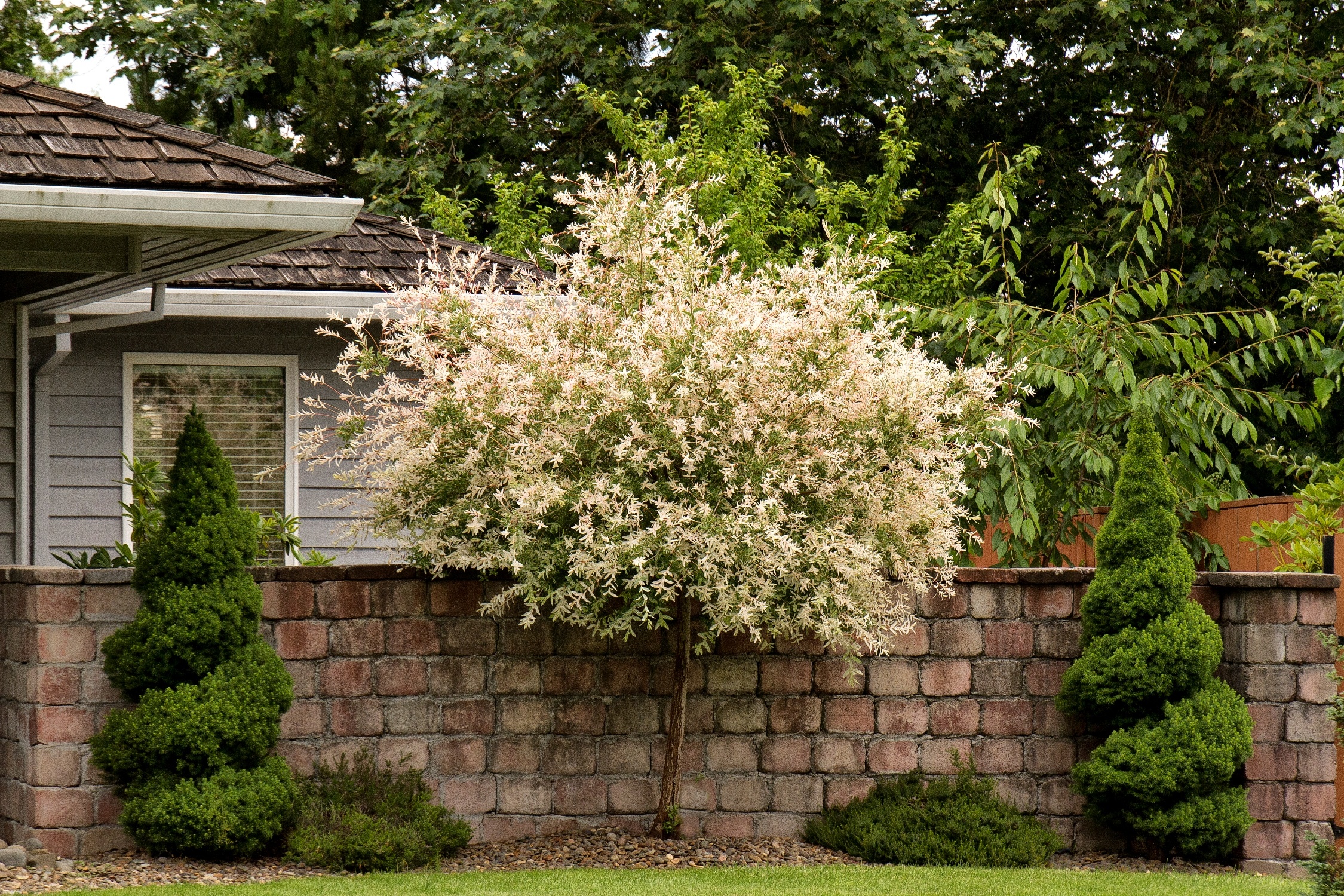 Dappled Willow, Salix integra 'Hakuro Nishiki', Monrovia Plant