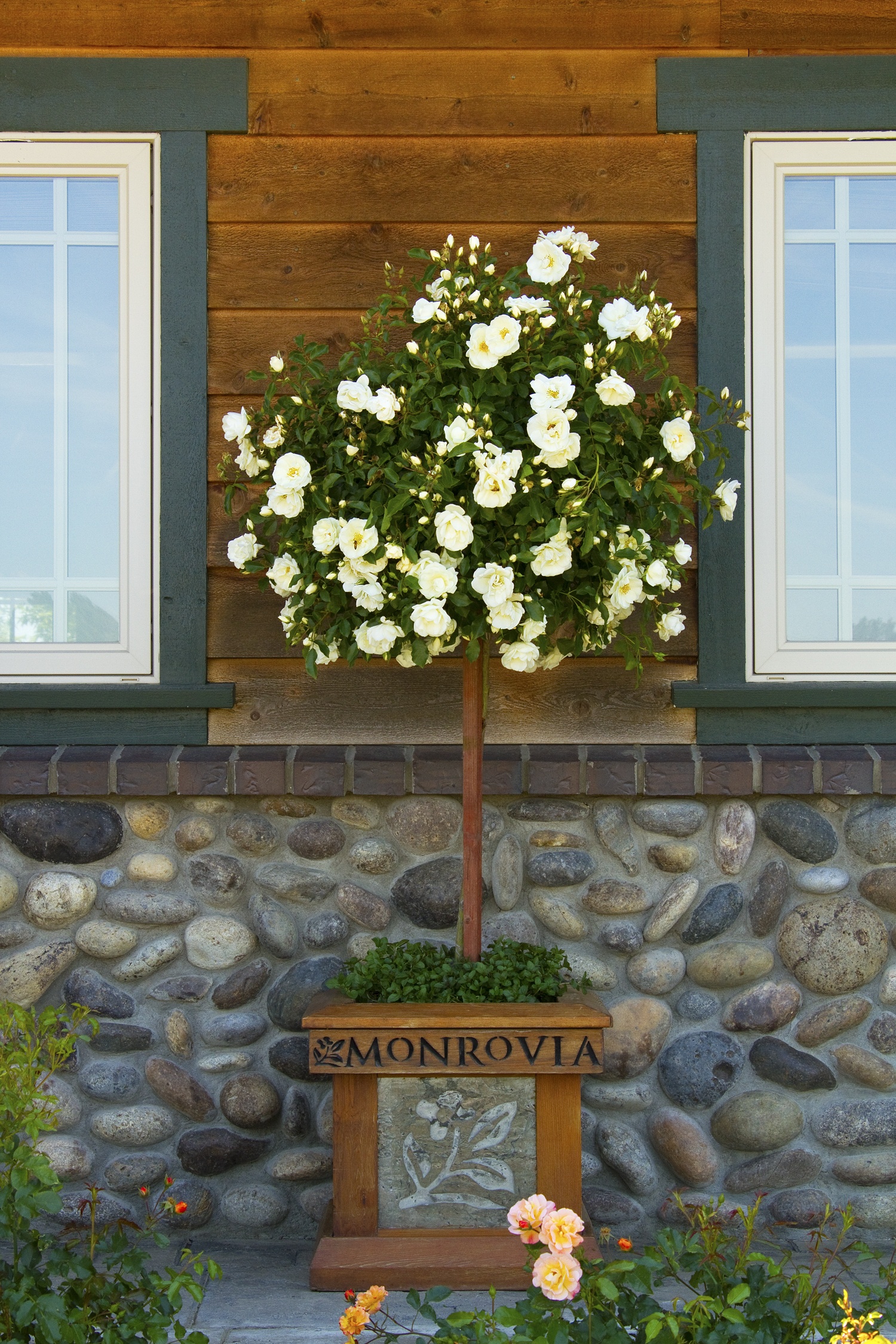 Flower Carpet® White Rose, Rosa x 'Noaschnee', Monrovia Plant
