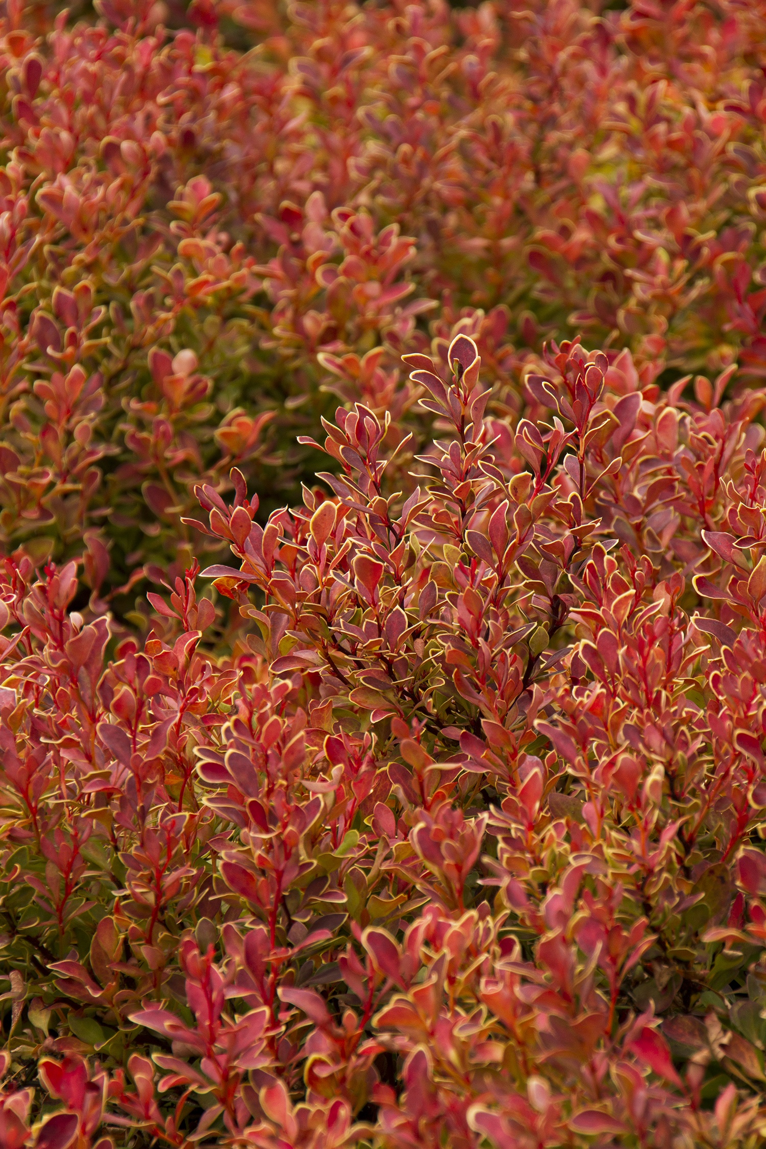 Golden Ruby® Barberry, Berberis thunbergii 'Goruzam', Monrovia Plant