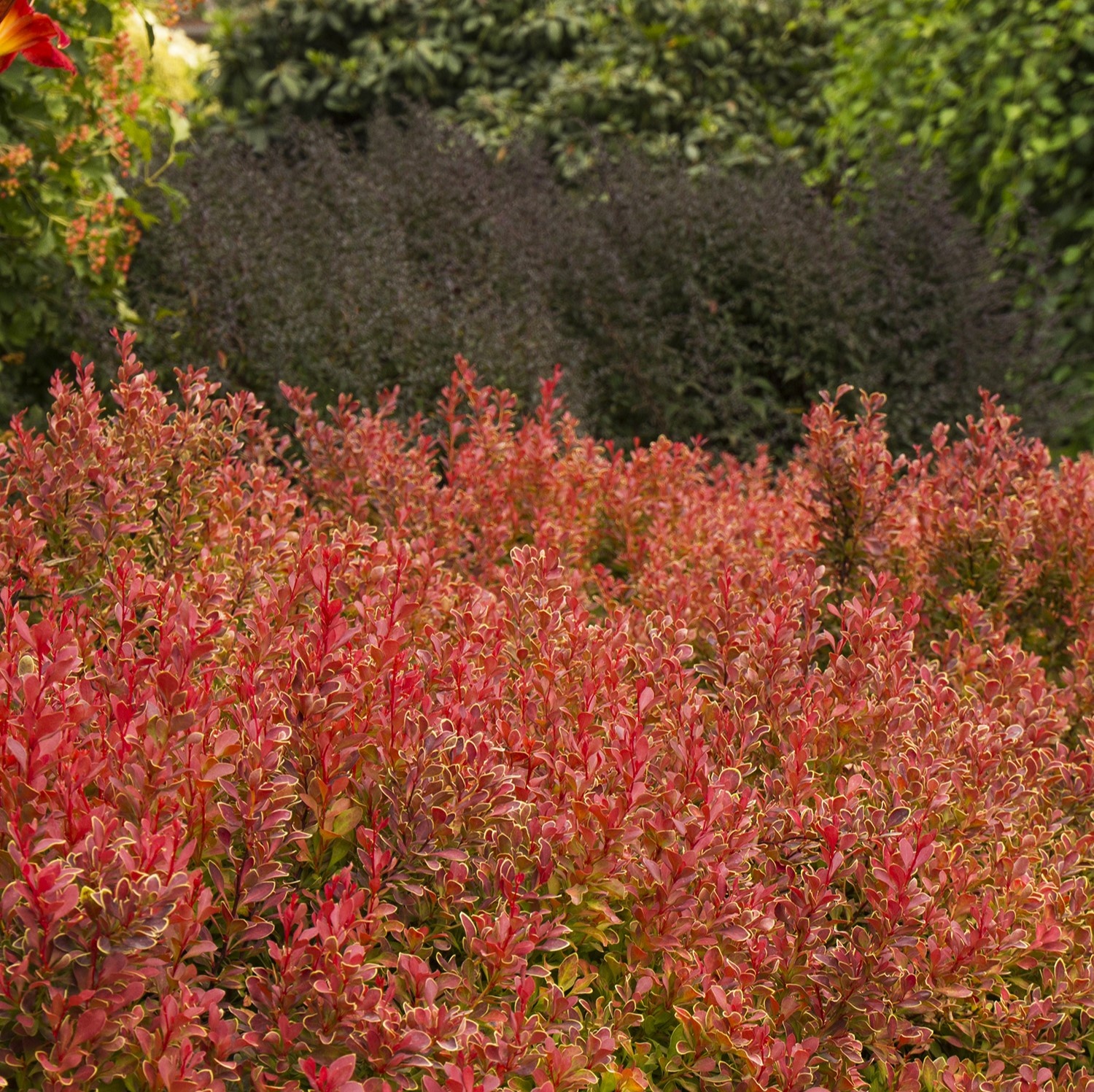 Golden Ruby® Barberry, Berberis thunbergii 'Goruzam', Monrovia Plant