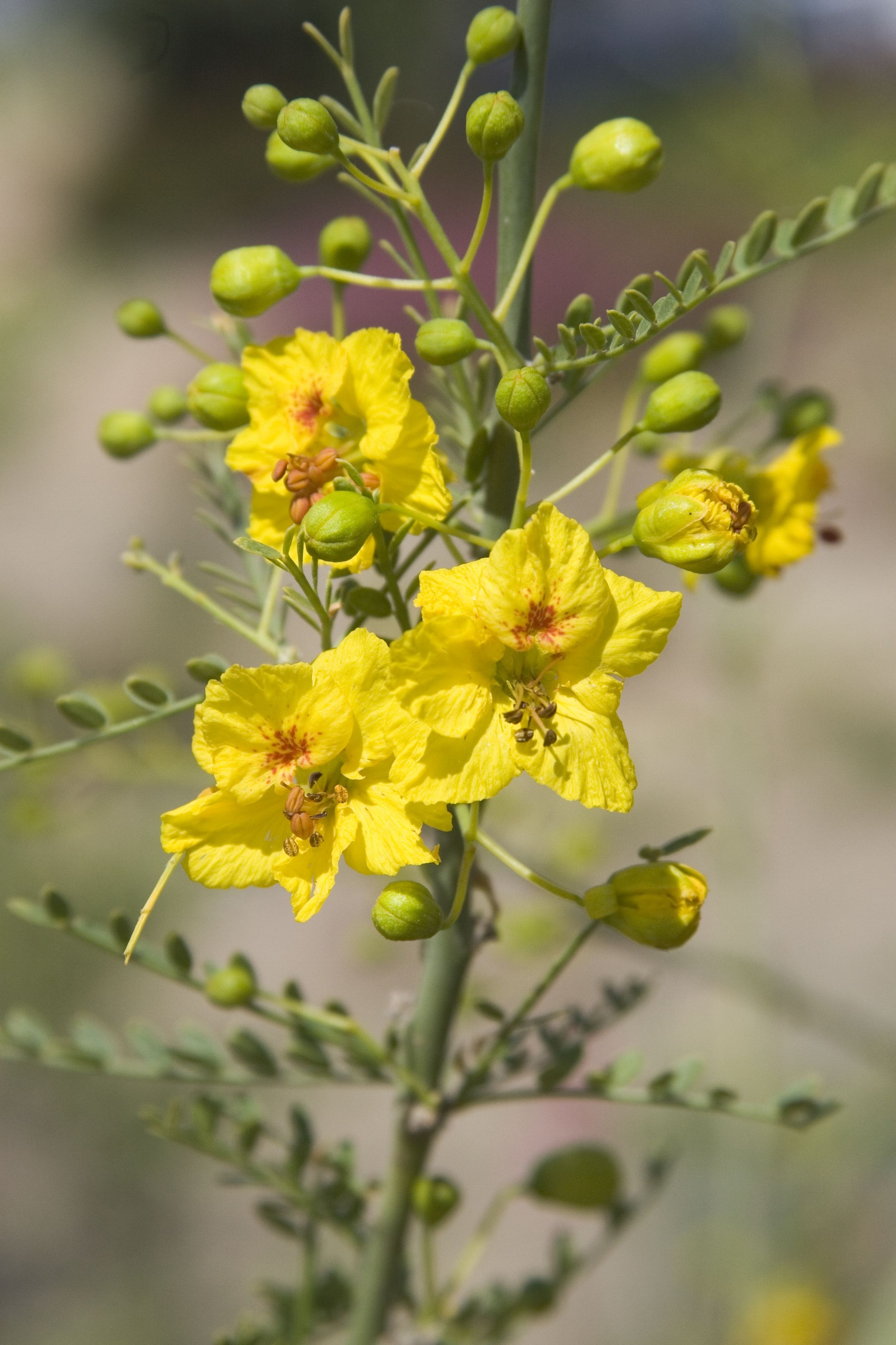 Desert Museum Palo Verde, Cercidium x 'Desert Museum', Monrovia Plant