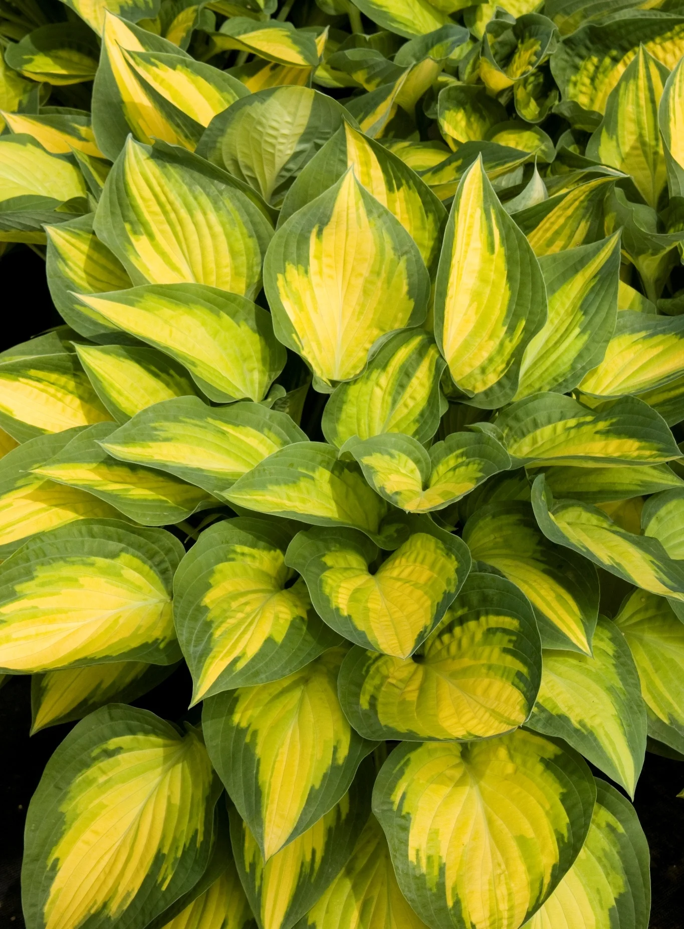 Orange Marmalade Hosta, Hosta x 'Orange Marmalade', Monrovia Plant