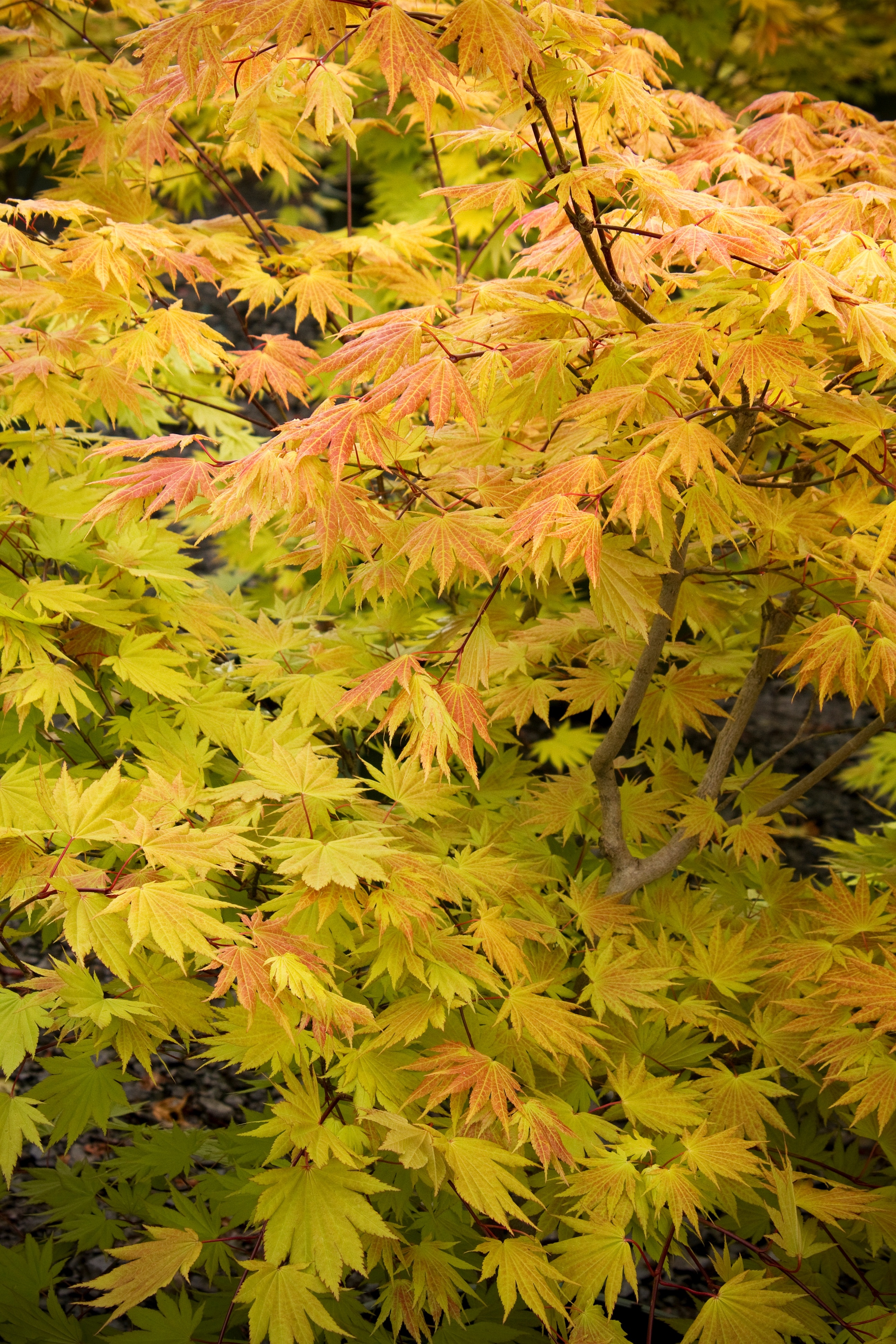 Autumn Moon Fullmoon Maple, Acer shirasawanum 'Autumn Moon', Monrovia Plant