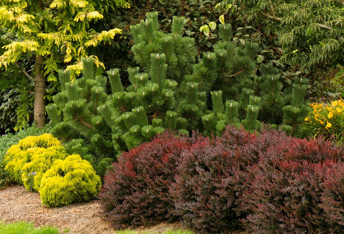 Pygmy Ruby™ Barberry, Berberis thunbergii 'Pygruzam', Monrovia Plant