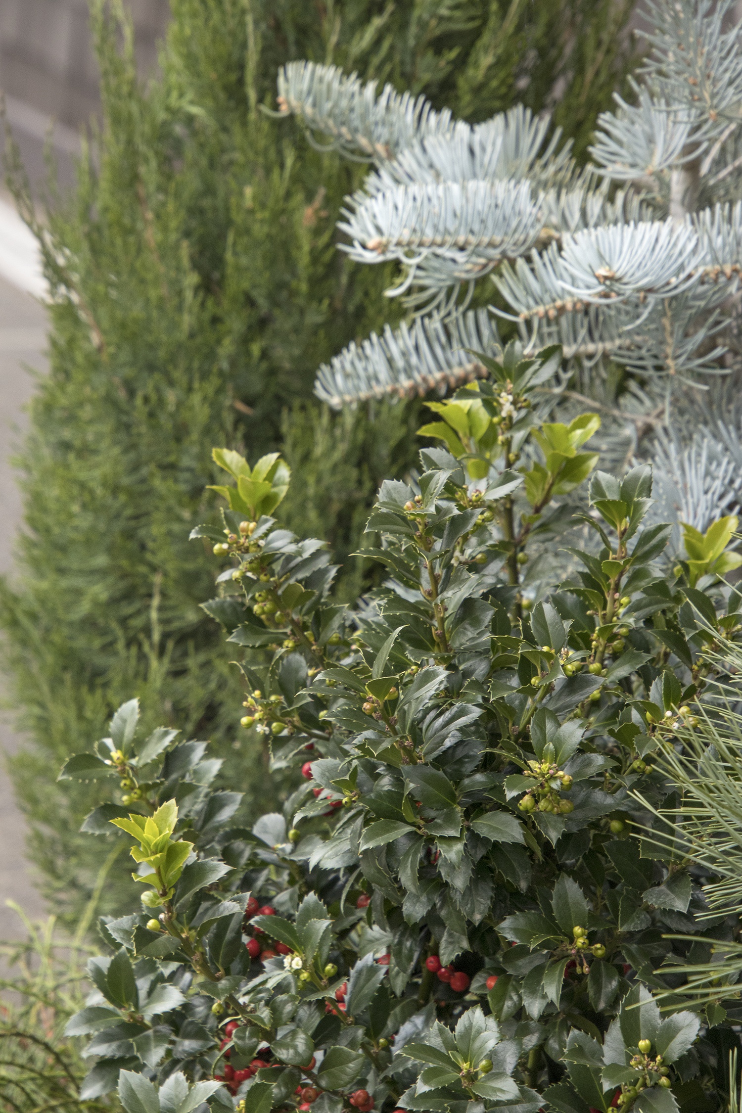 Castle Spire® Blue Holly, Ilex x meserveae 'Hachfee', Monrovia Plant