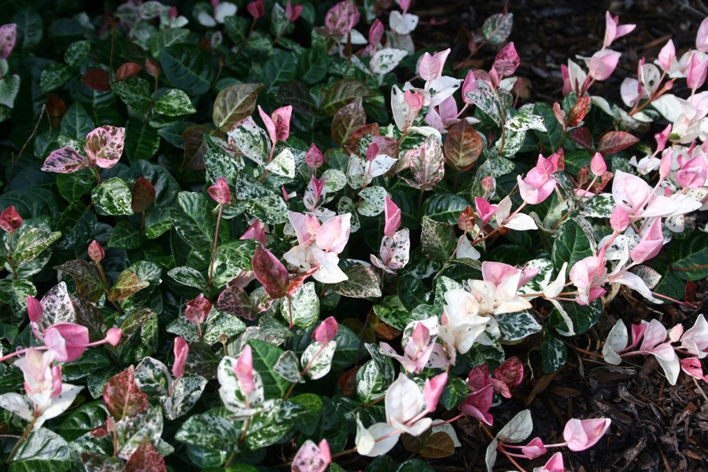 Snow-N-Summer™ Asiatic Jasmine, Trachelospermum asiaticum 'HOSNS'