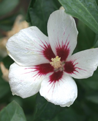 Lil' Kim® Rose of Sharon, Monrovia Plant