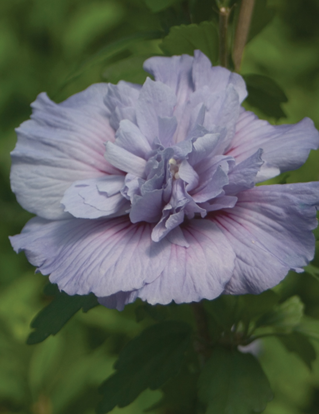 Blue Chiffon® Rose of Sharon, Monrovia Plant