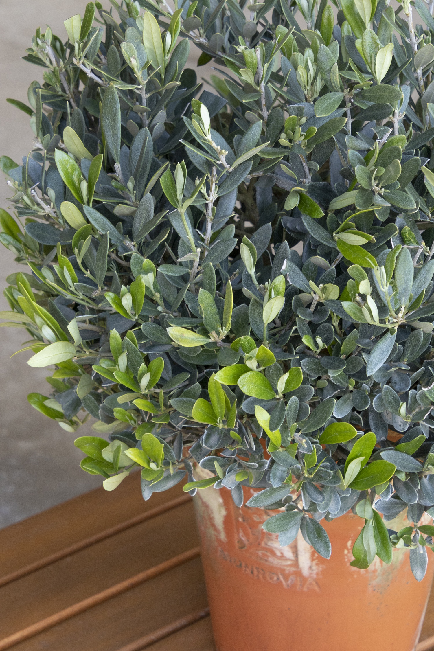 Little Ollie® Dwarf Olive, Olea europaea 'Montra', Monrovia Plant