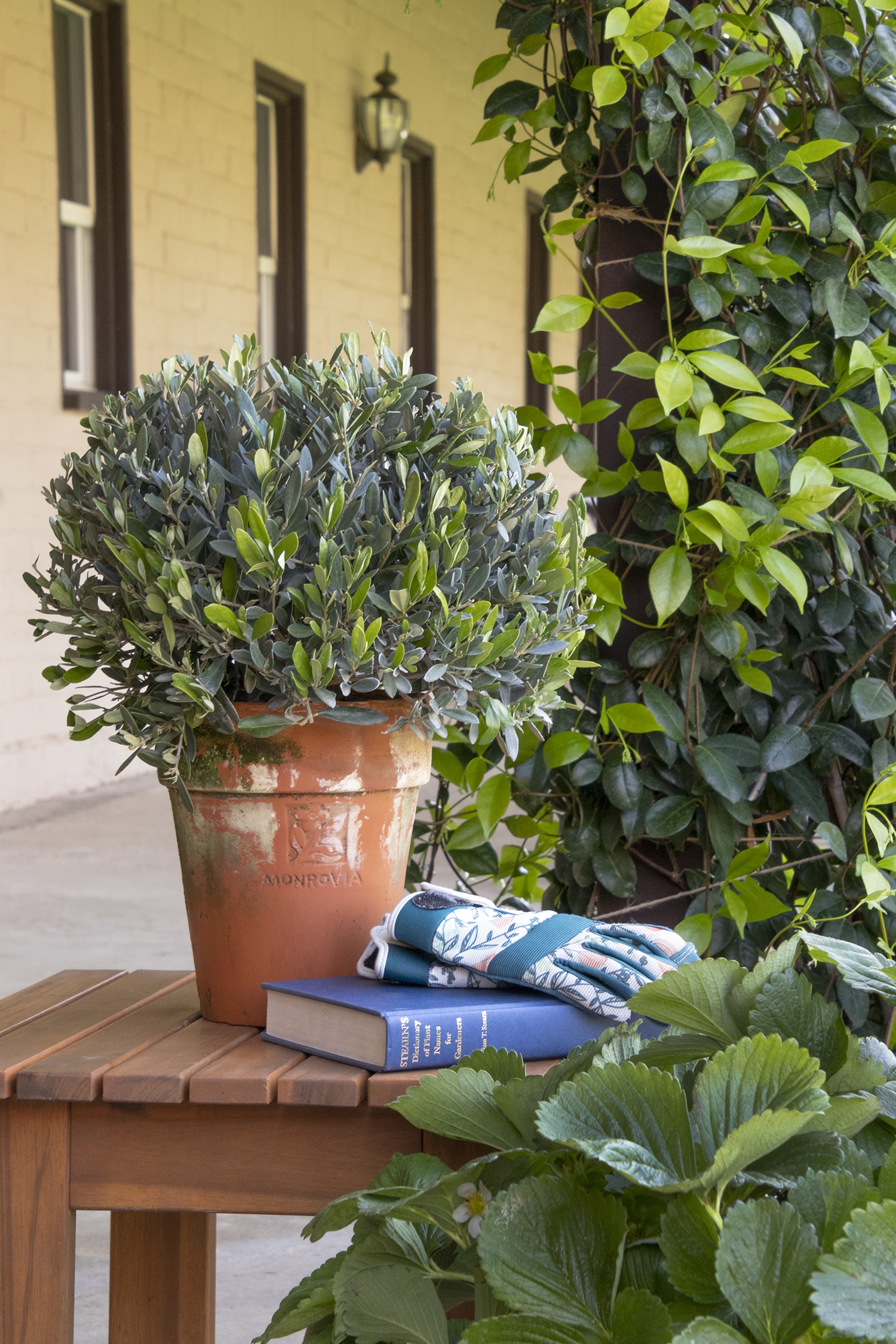 Little Ollie® Dwarf Olive, Olea europaea 'Montra', Monrovia Plant