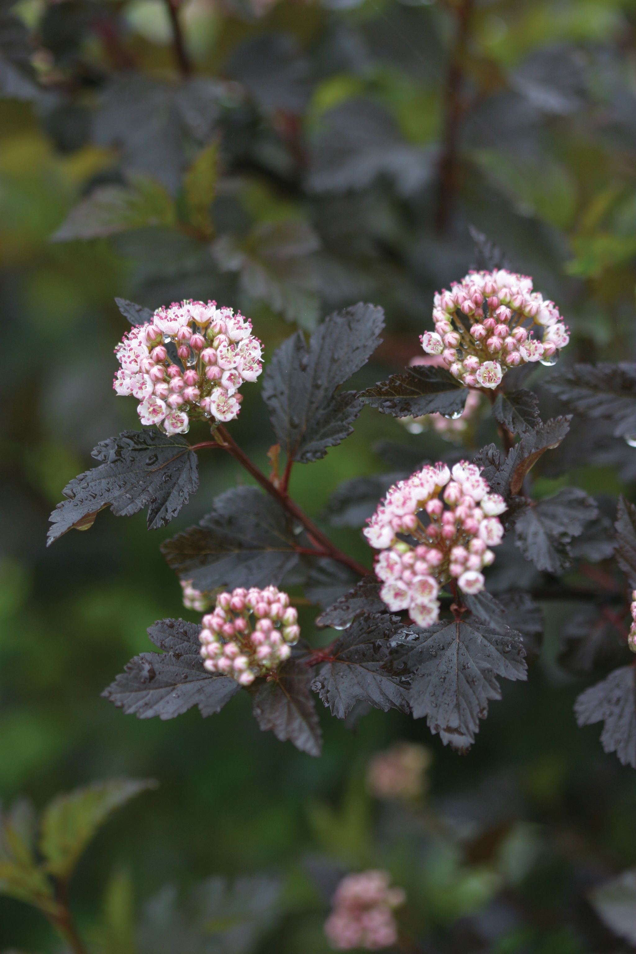Summer Wine® Ninebark, Physocarpus opulifolius 'Seward', Monrovia Plant
