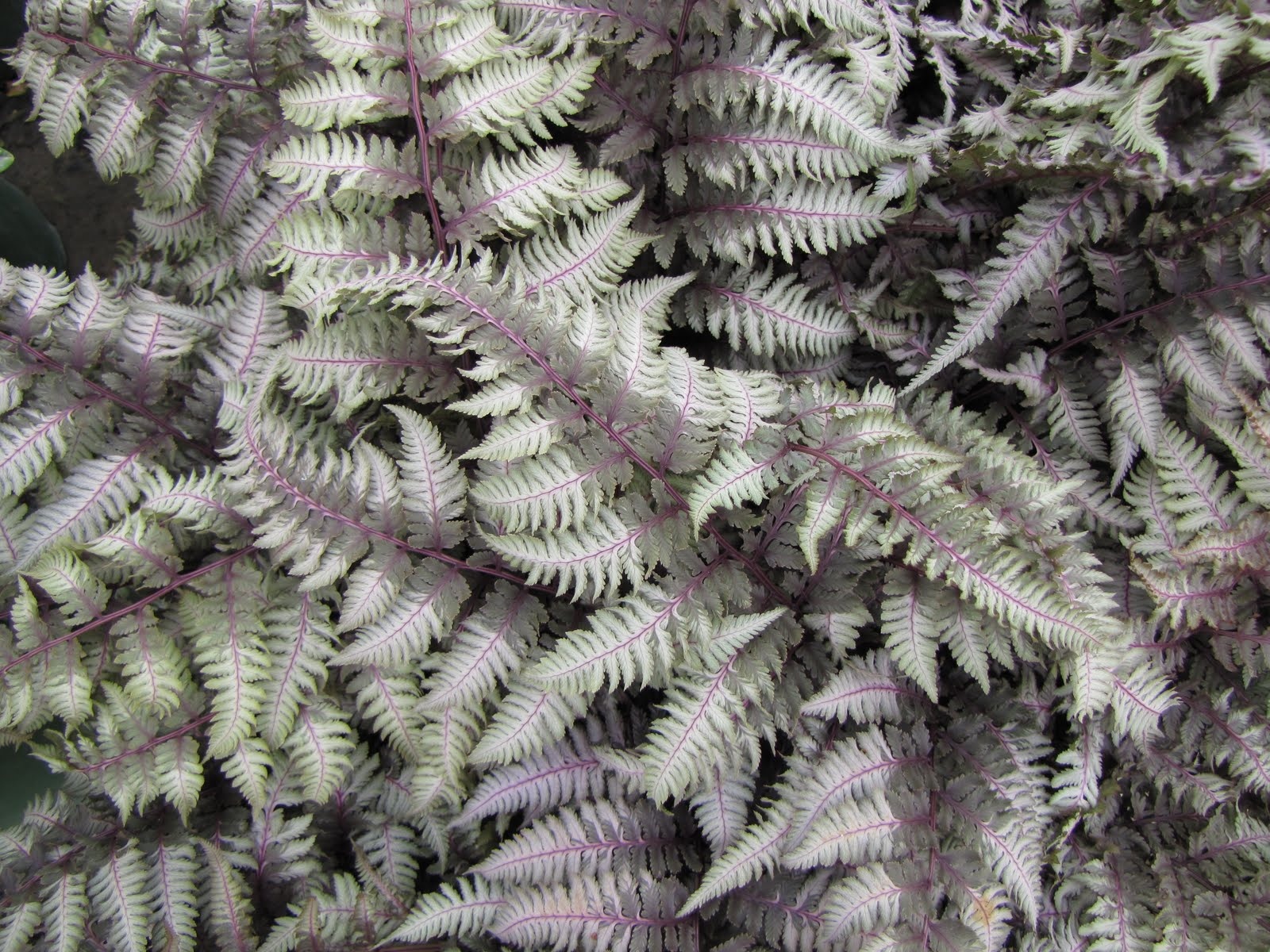 Regal Red Japanese Painted Fern, Athyrium niponicum 'Regal Red'