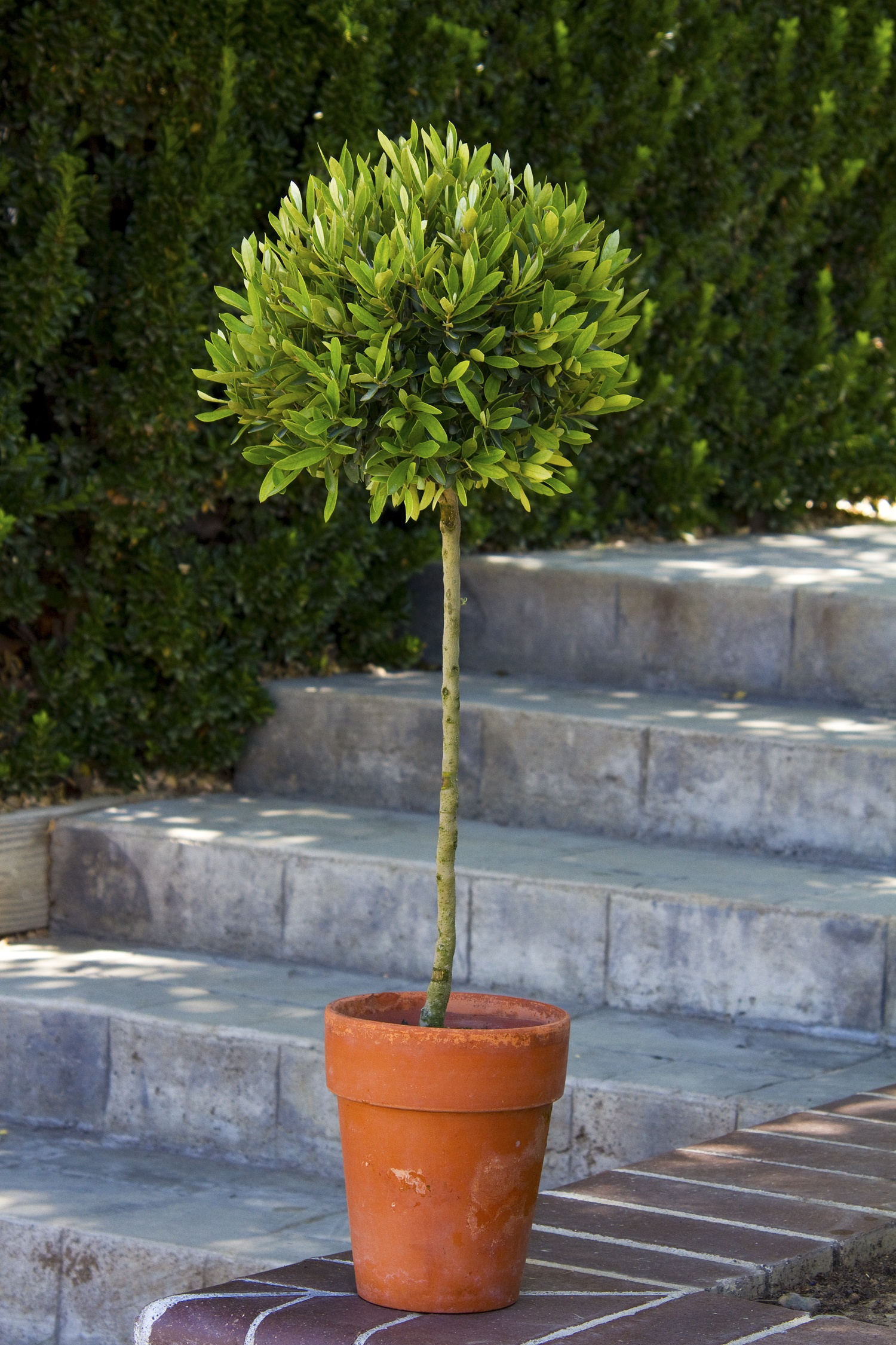 Little Ollie® Dwarf Olive, Olea europaea 'Montra', Monrovia Plant