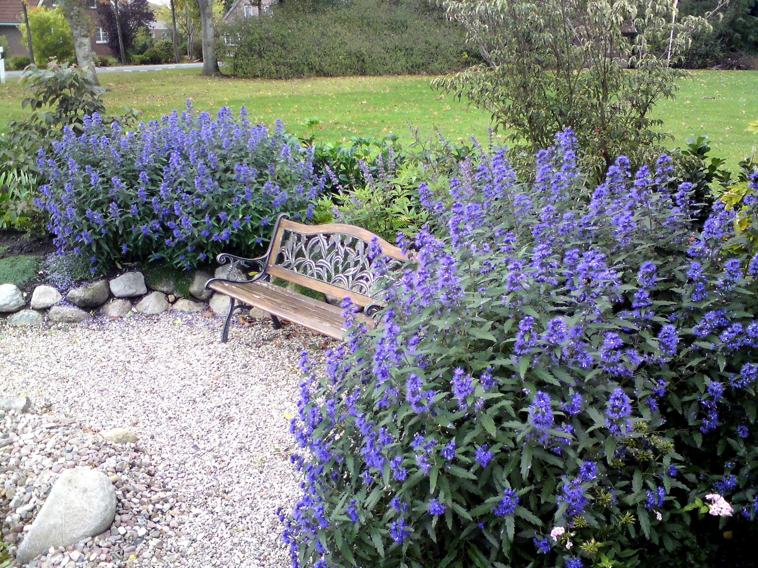 Blue Balloon® Bluebeard, Caryopteris x clandonensis 'Korball'