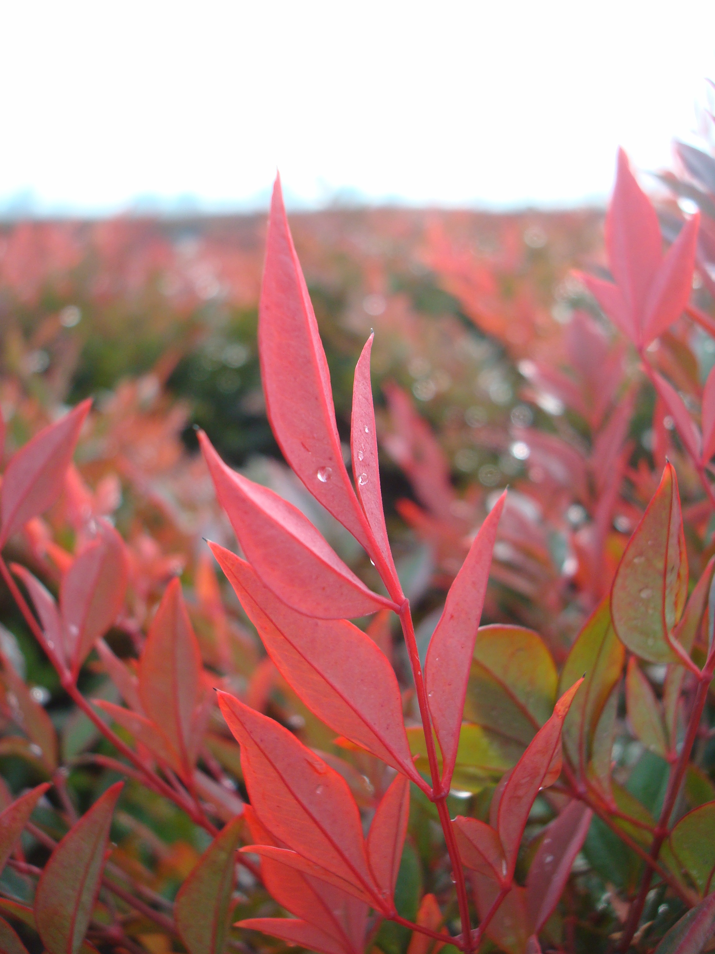 Gulf Stream Heavenly Bamboo, Nandina domestica 'Gulf Stream'