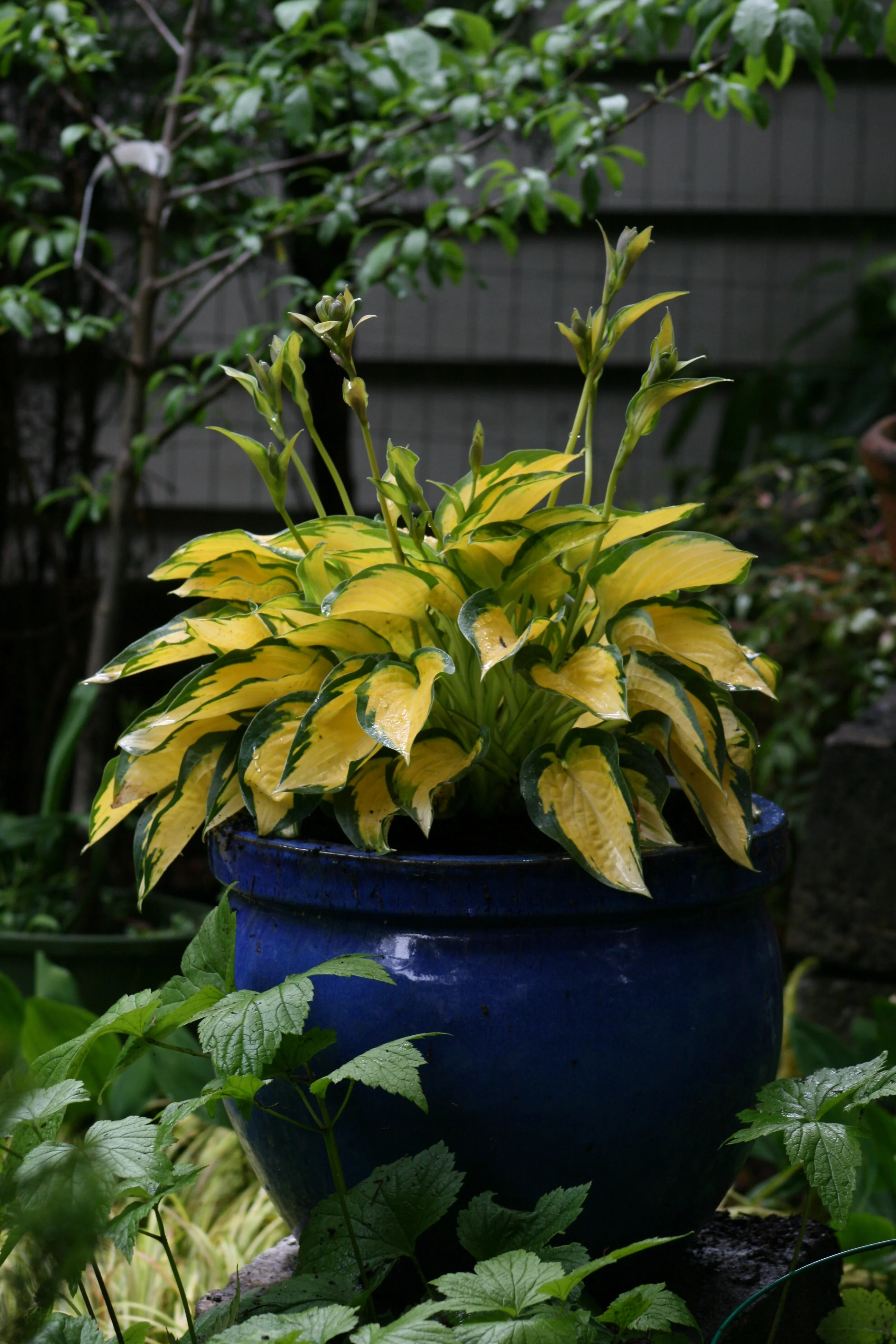 Orange Marmalade Hosta, Hosta x 'Orange Marmalade', Monrovia Plant