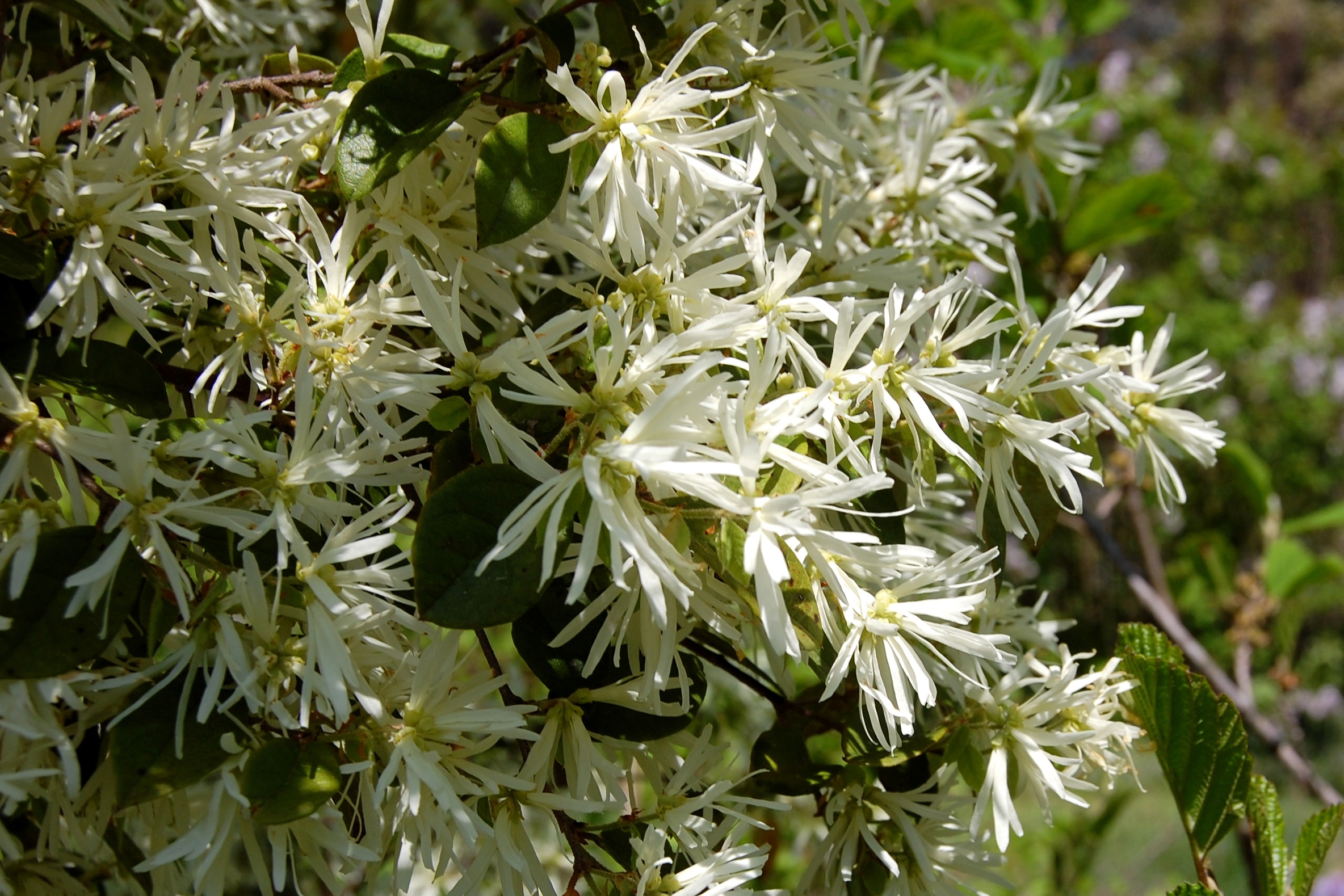 Snow Panda Fringe Flower, Loropetalum chinense 'Snow Panda', Monrovia Plant