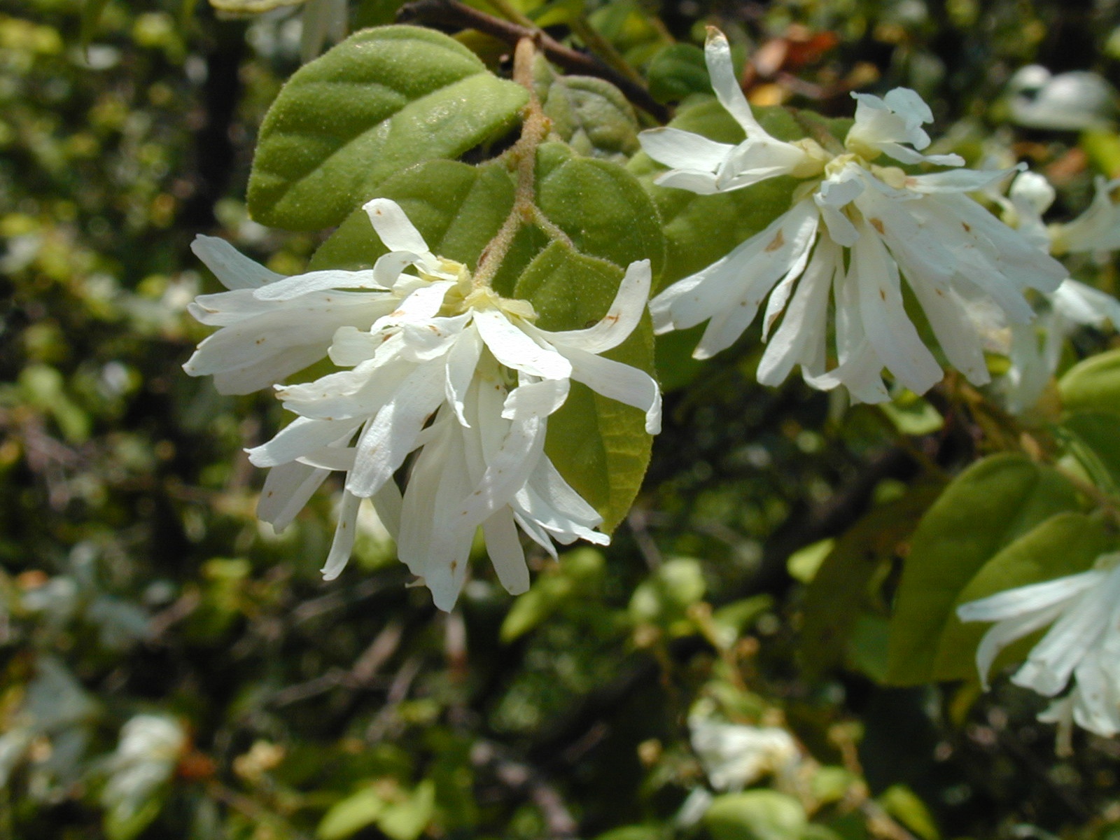 Snow Panda Fringe Flower, Loropetalum chinense 'Snow Panda', Monrovia Plant
