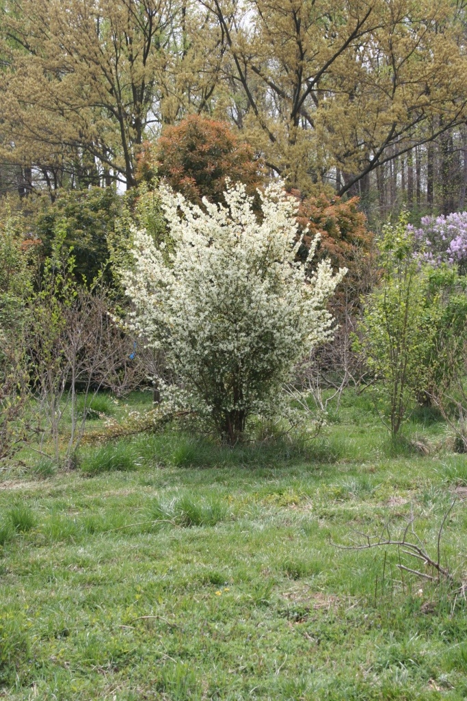 Snow Panda Fringe Flower, Loropetalum chinense 'Snow Panda', Monrovia Plant