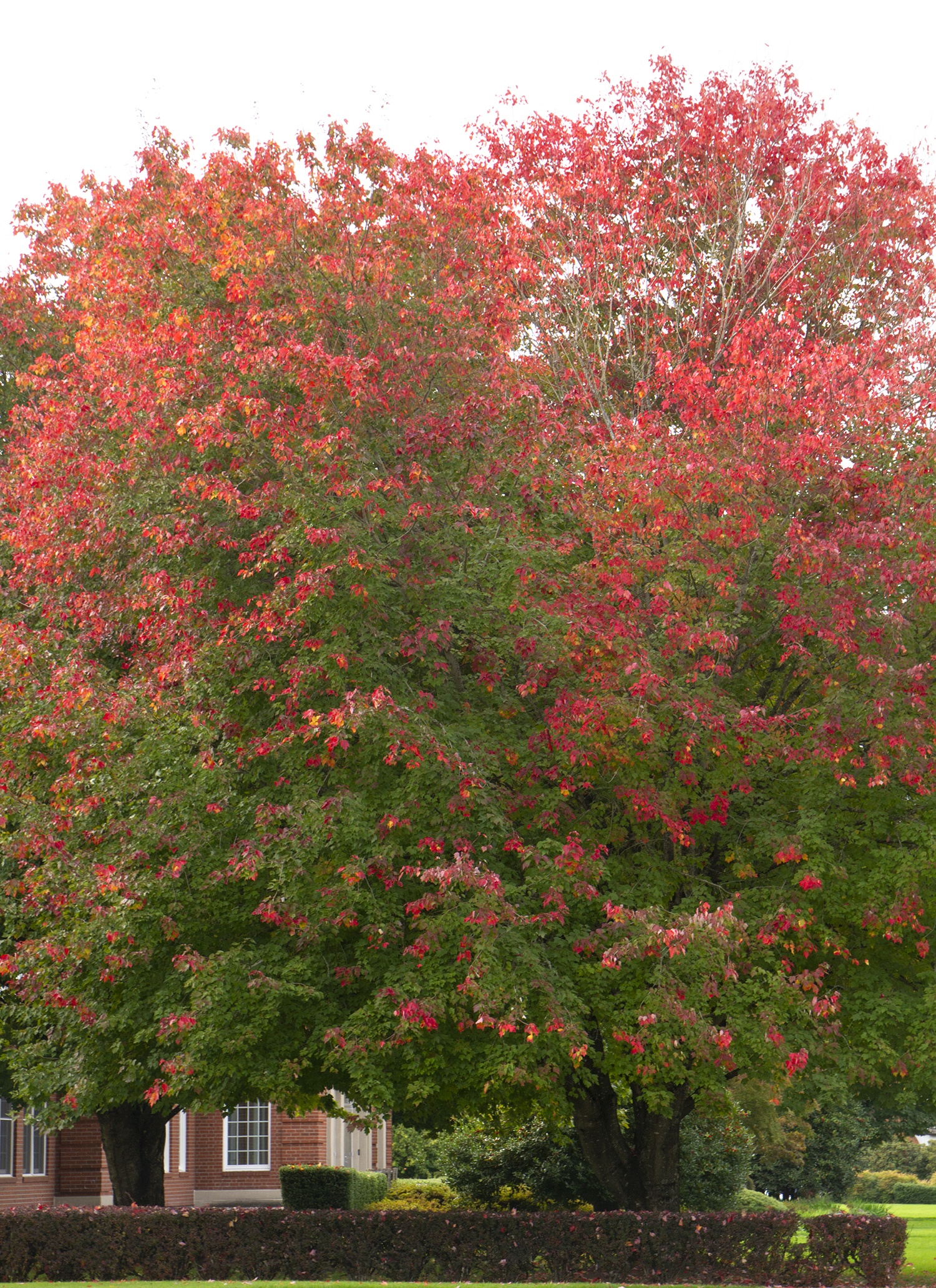 Red Sunset® Red Maple, Acer rubrum 'Franksred', Monrovia Plant