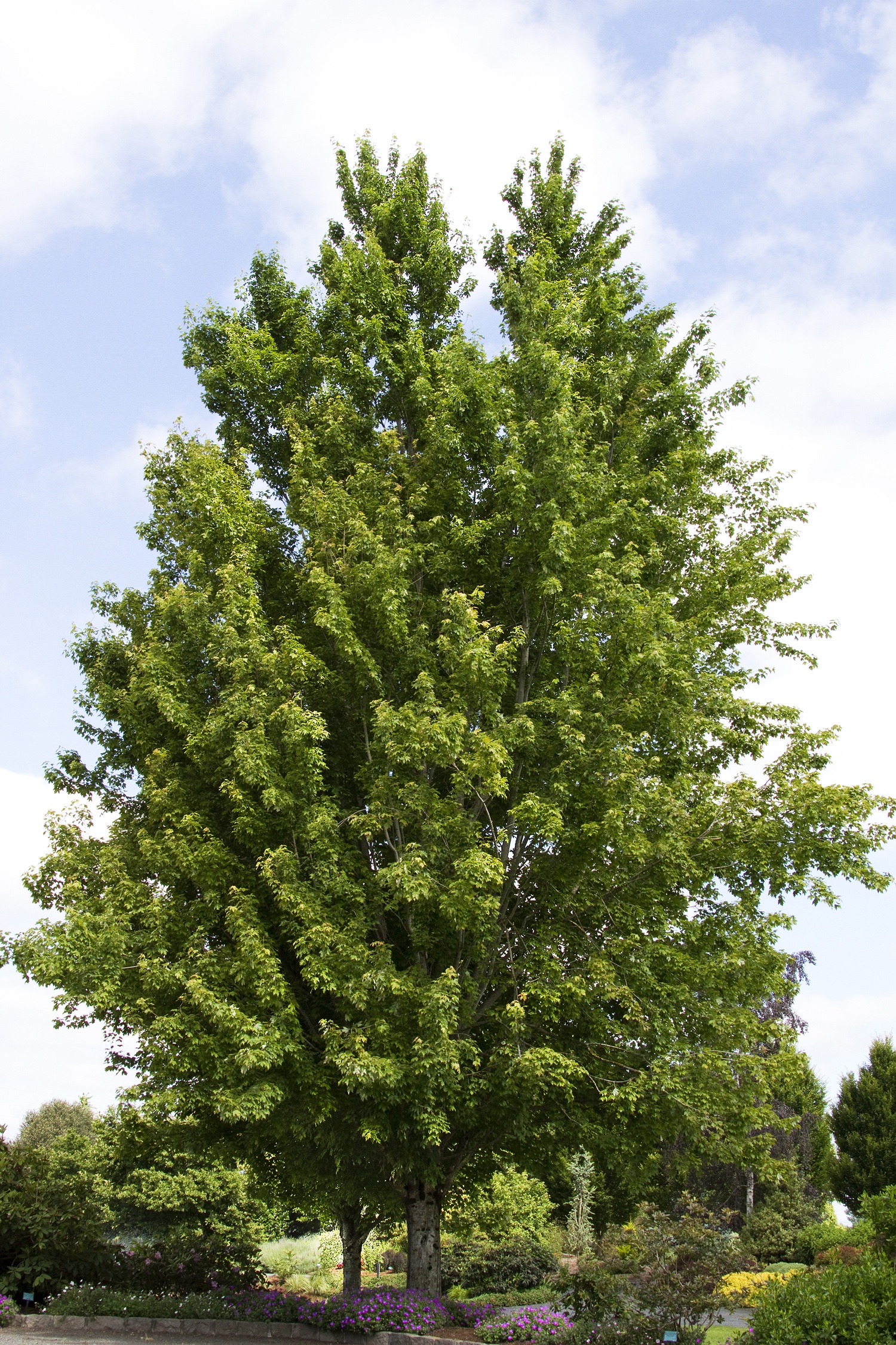 Red Sunset® Red Maple, Acer rubrum 'Franksred', Monrovia Plant