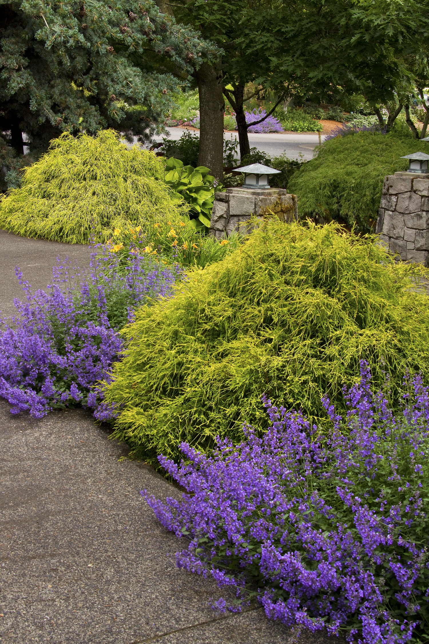 Golden Charm Thread-Branch Cypress, Monrovia Plant